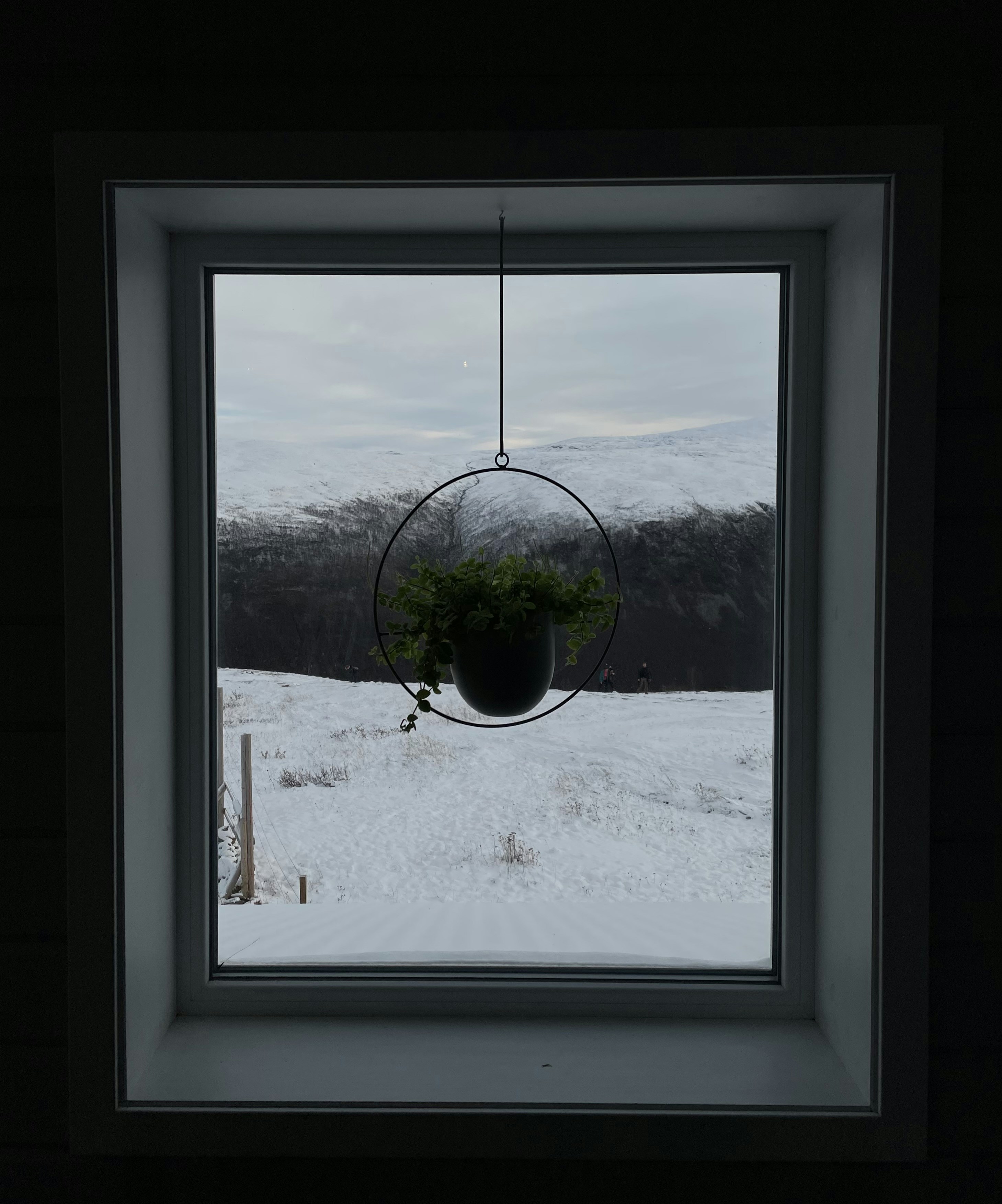 Hanging Fern in a Frosted Window Frame