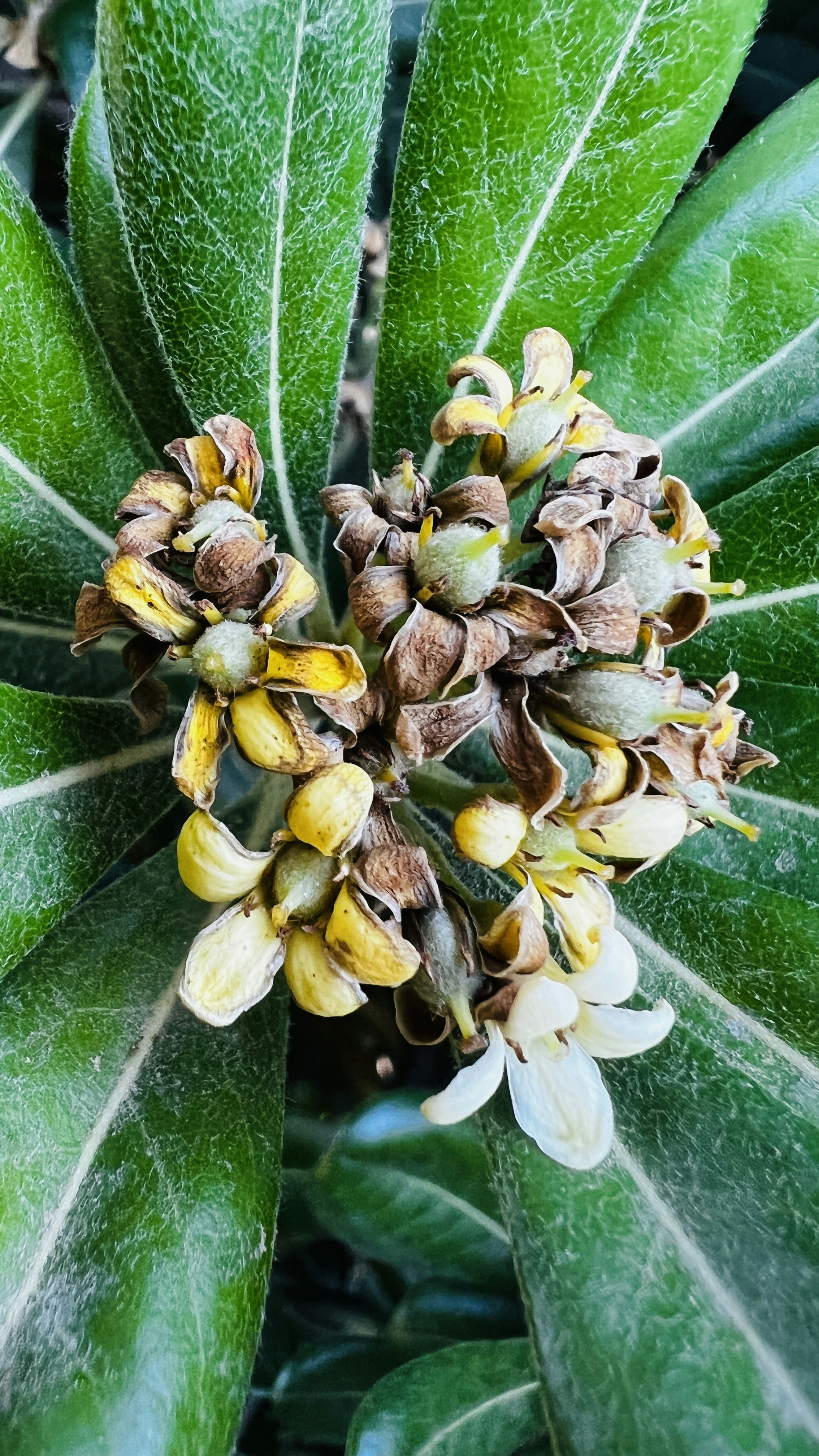 Center cluster of yellowing buds anchored by deep green leaves