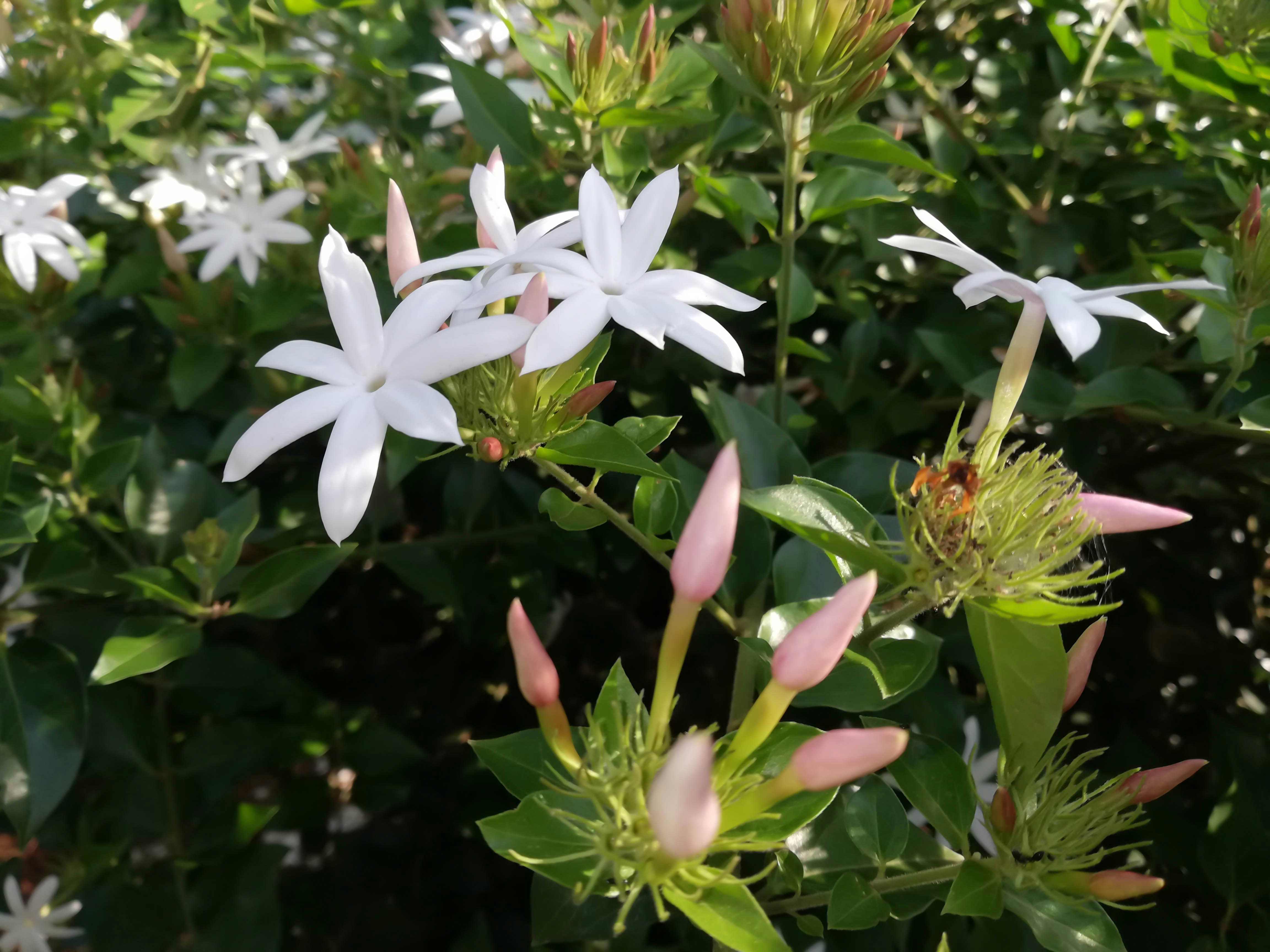 Cluster of white jasmine flowers amidst green foliage, showcasing the beauty of spring's arrival.