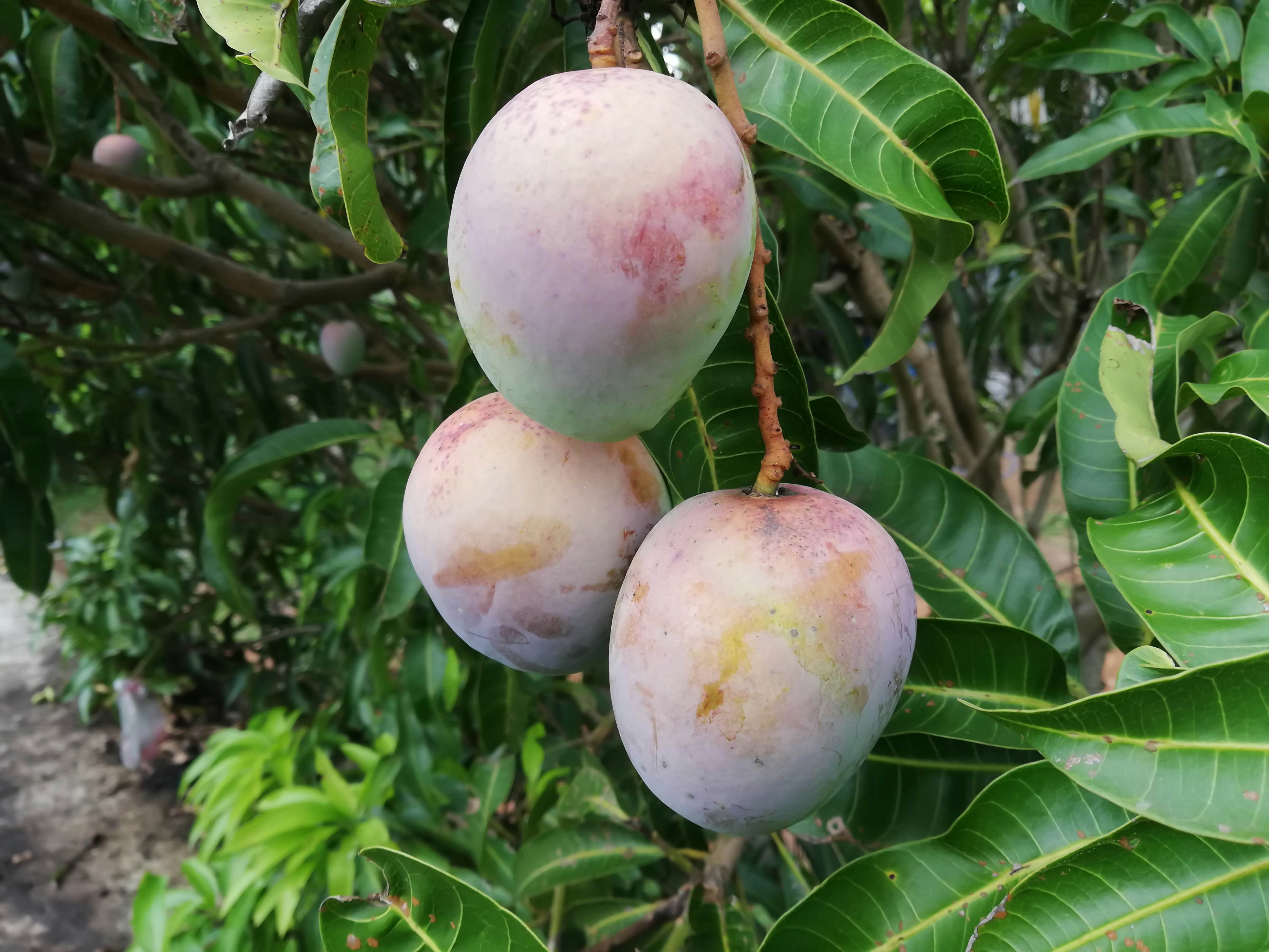 Three ripe mangoes hanging from a lush green tree, showcasing their vibrant colors and smooth textures.