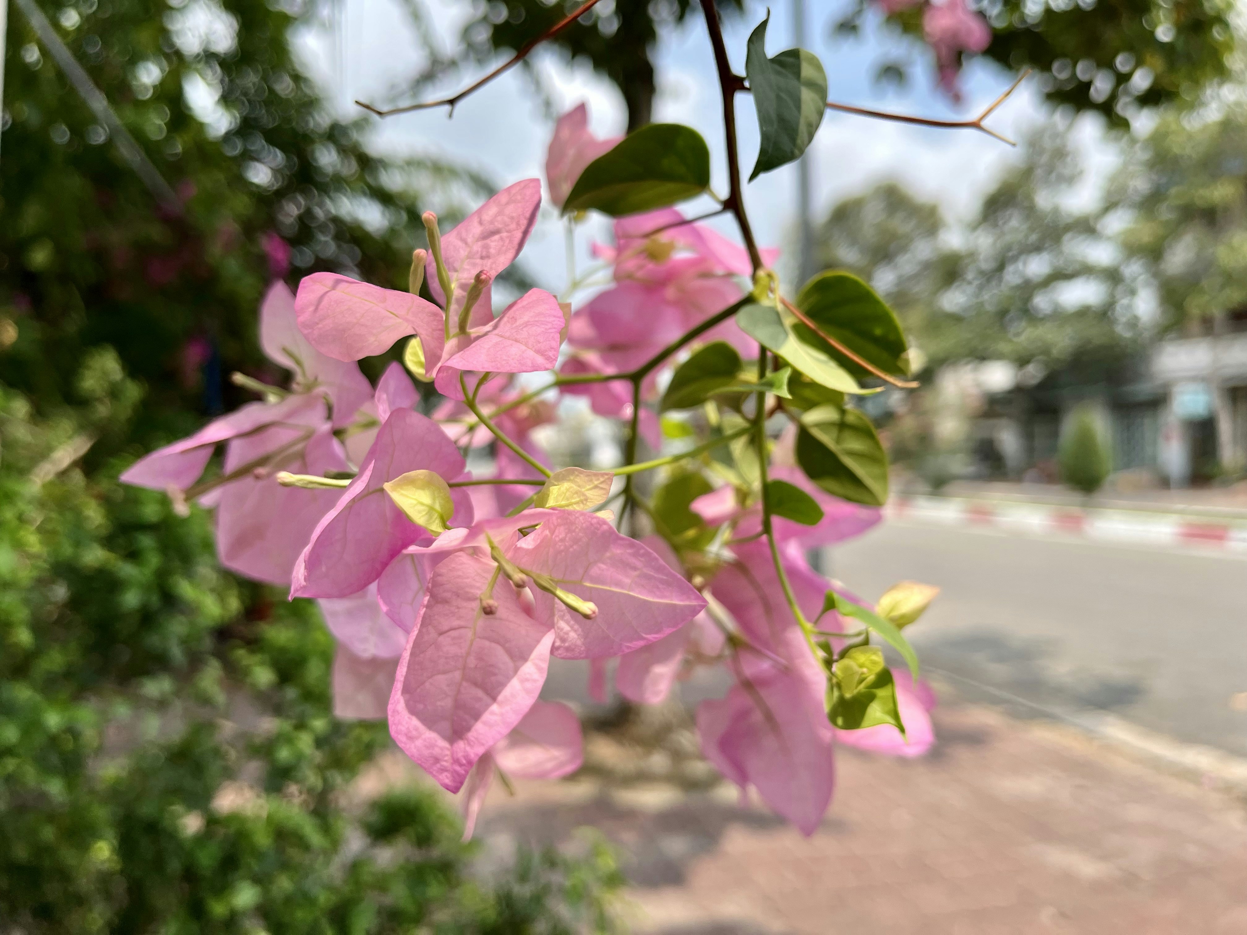 Flower photo shot on Apple iPhone 13 mini