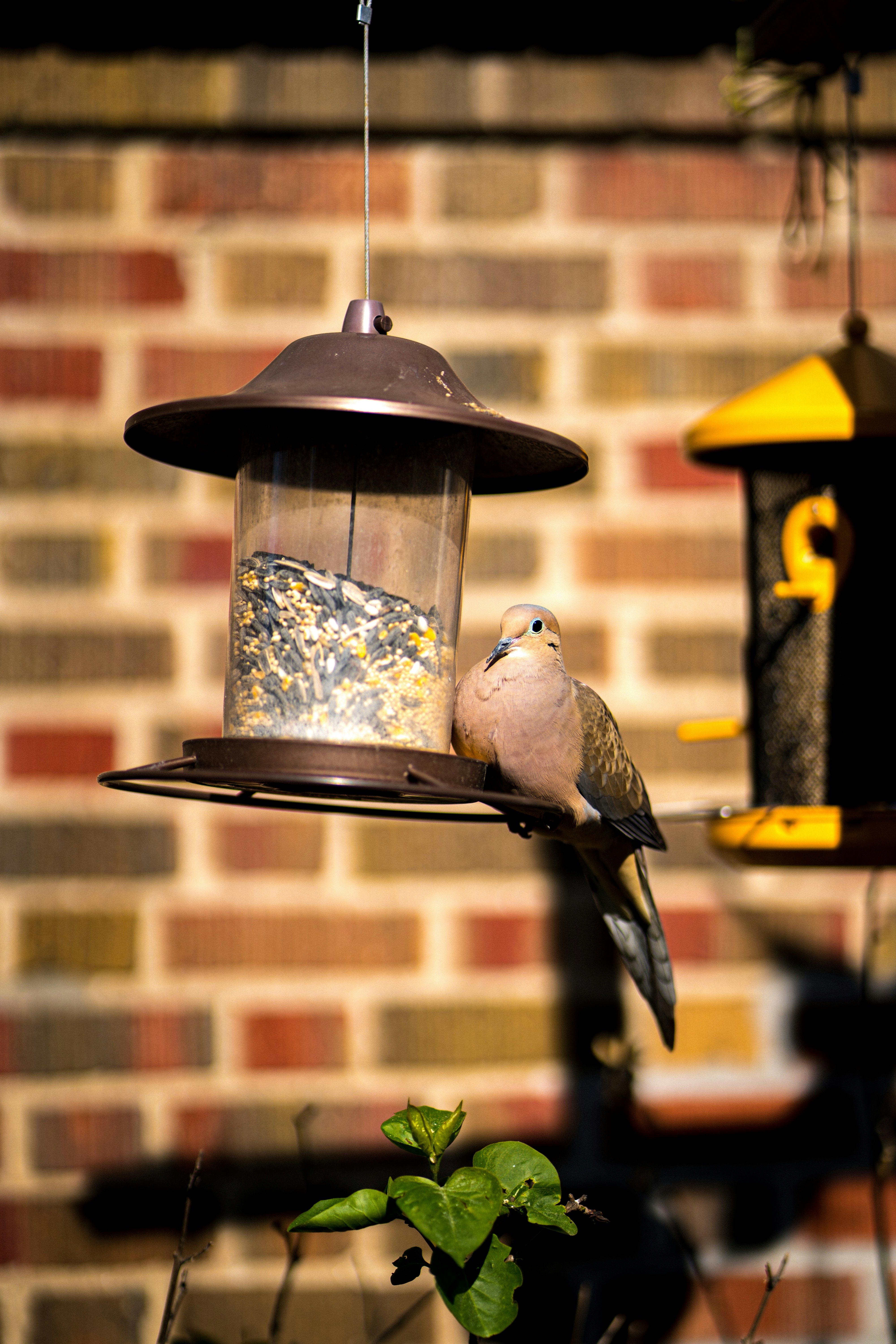 a bird on a bird feeder