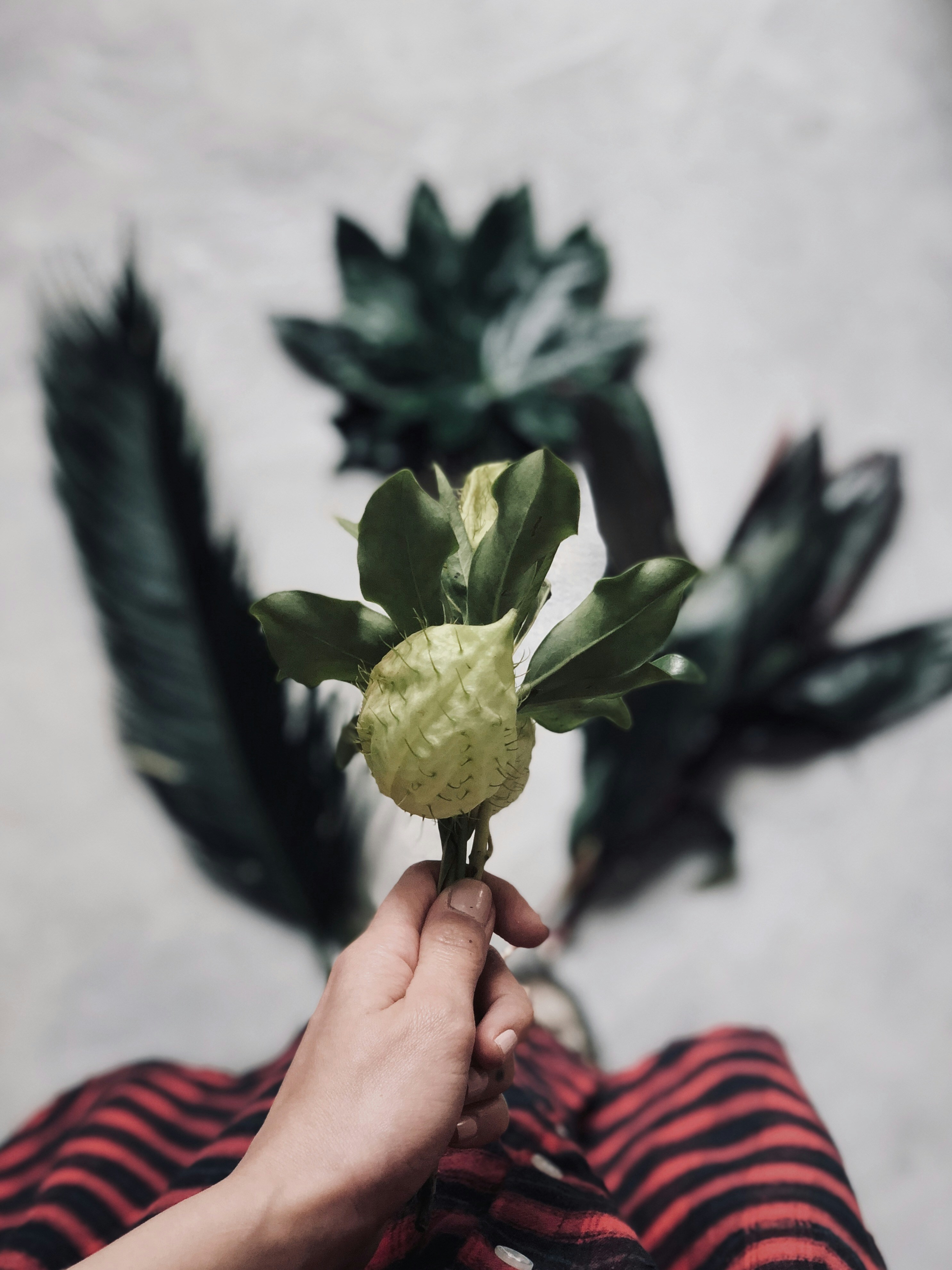 Hand-Held Blossom: A Quiet Portrait of a Green Bud Against Concrete Shadows