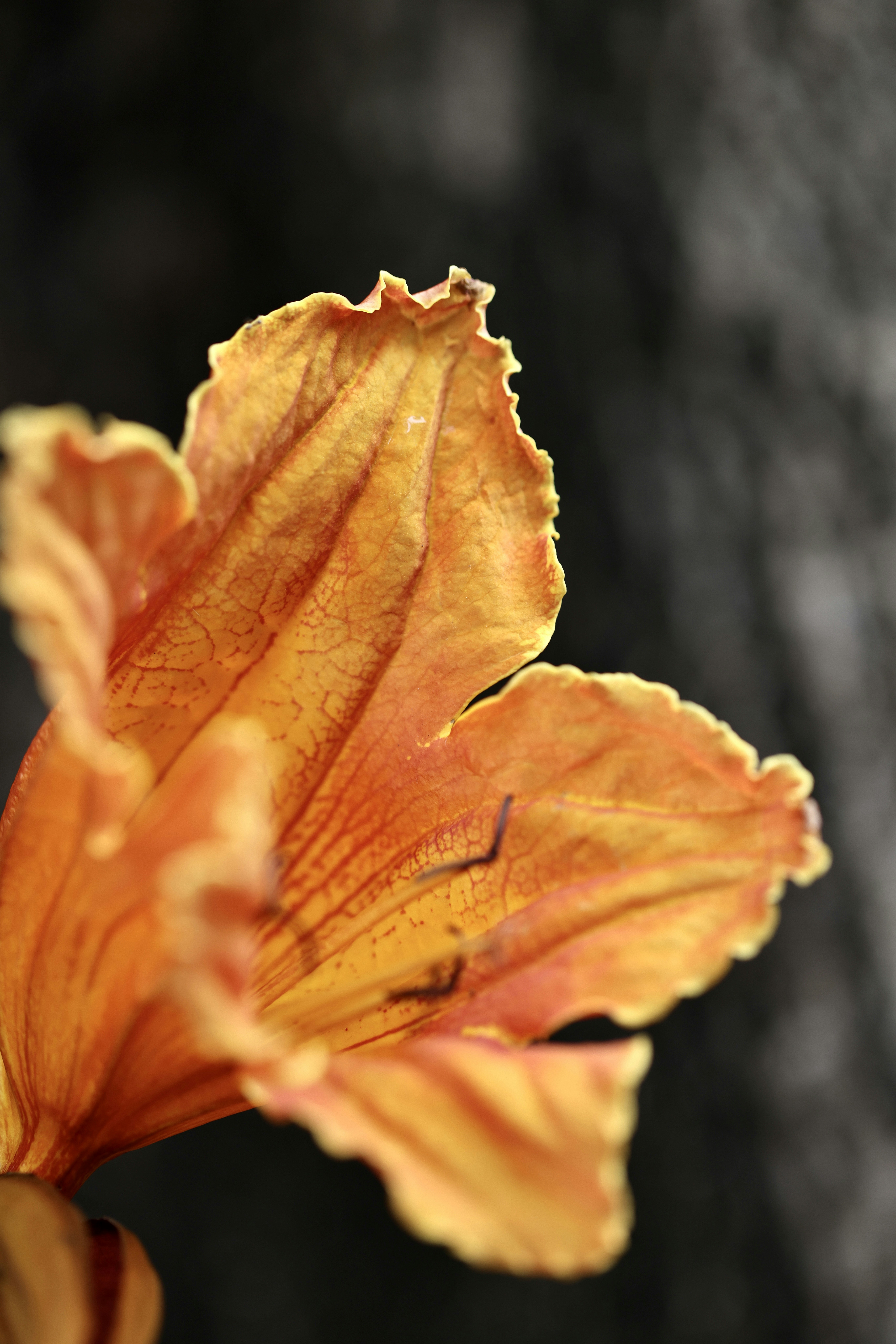 Autumn Petal Close-Up: Amber Veins on a Textured Leaf