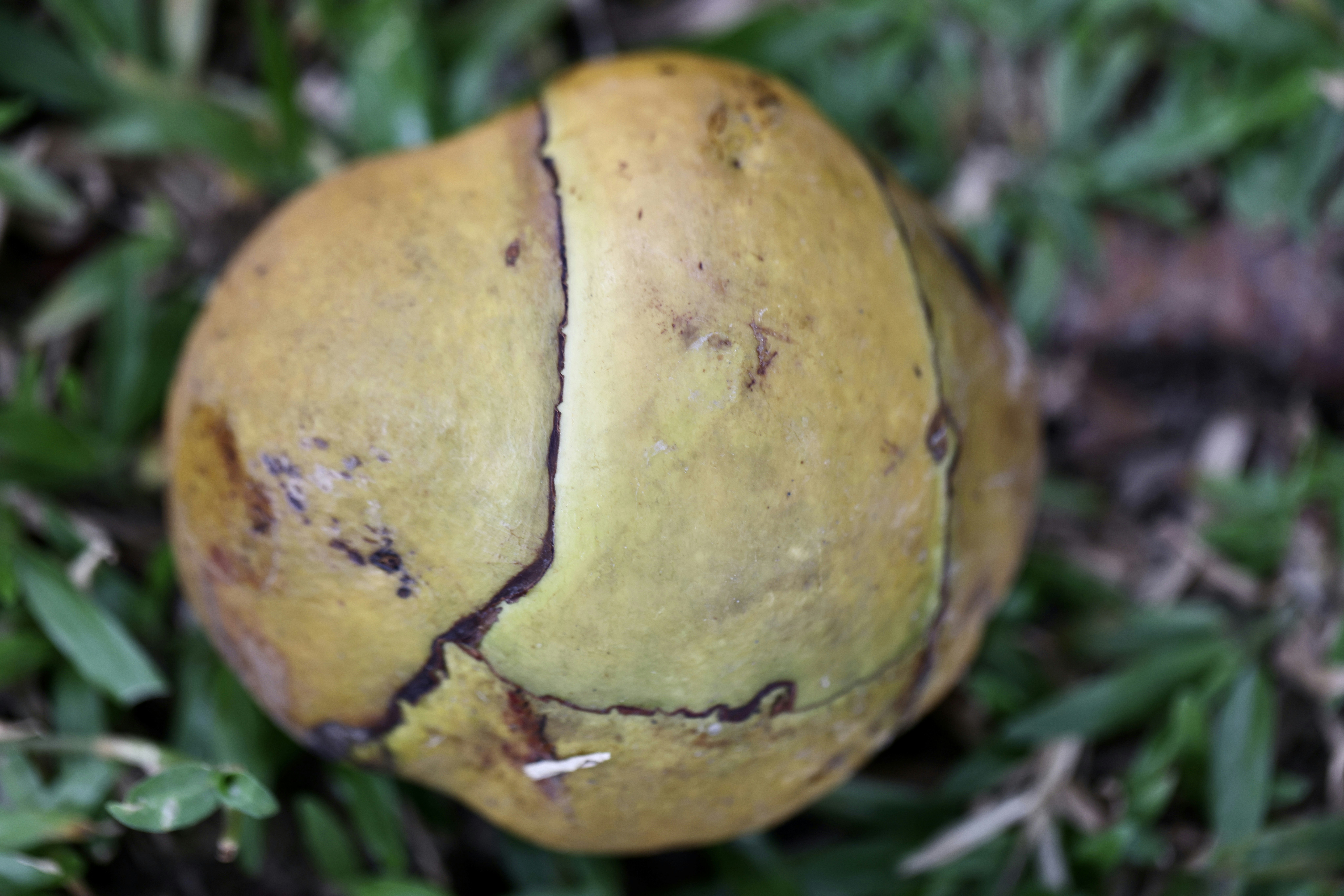 a brown mushroom with black spots