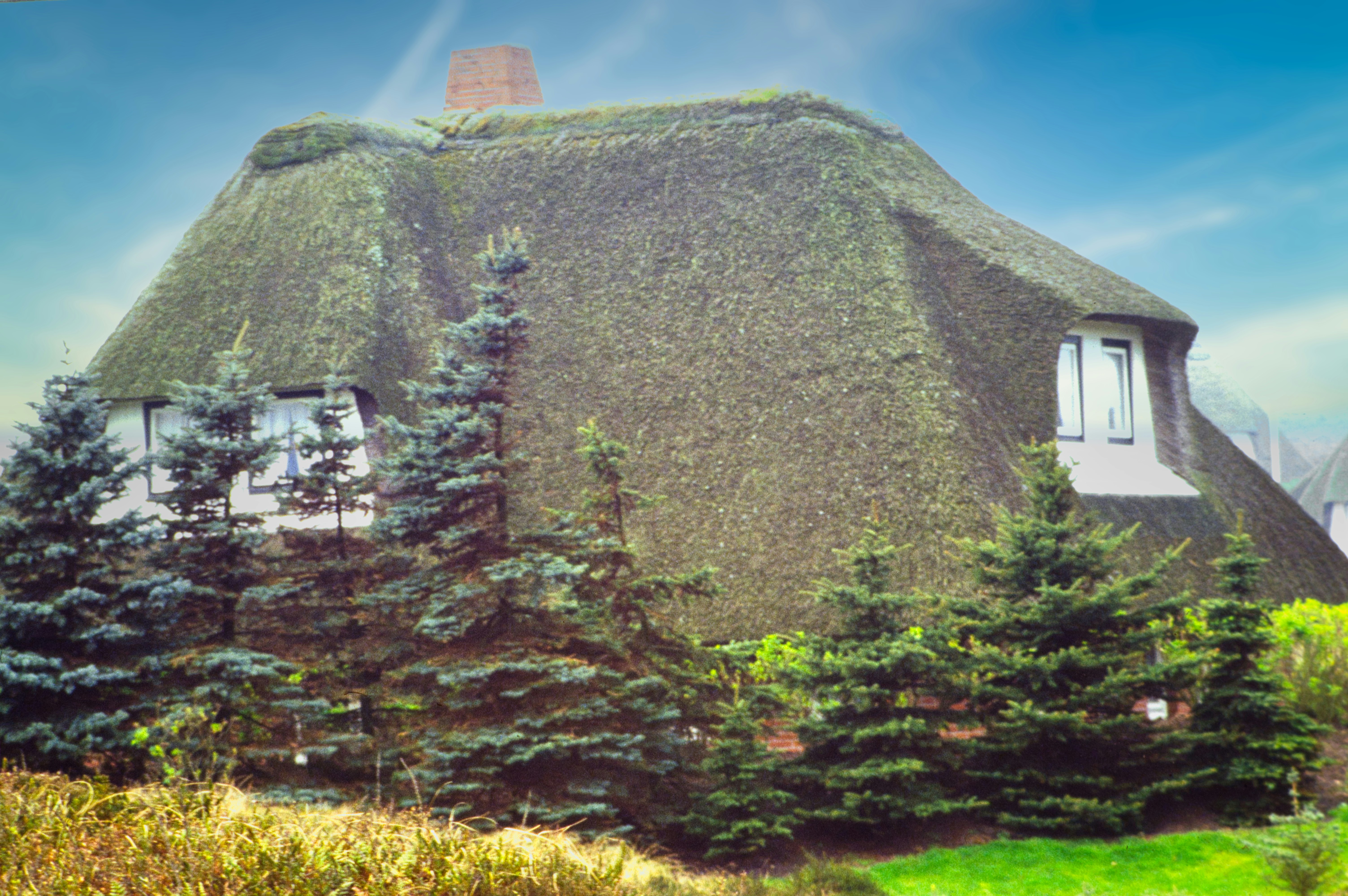 Thatched Haven: Cottage Cresting a Grove of Pines