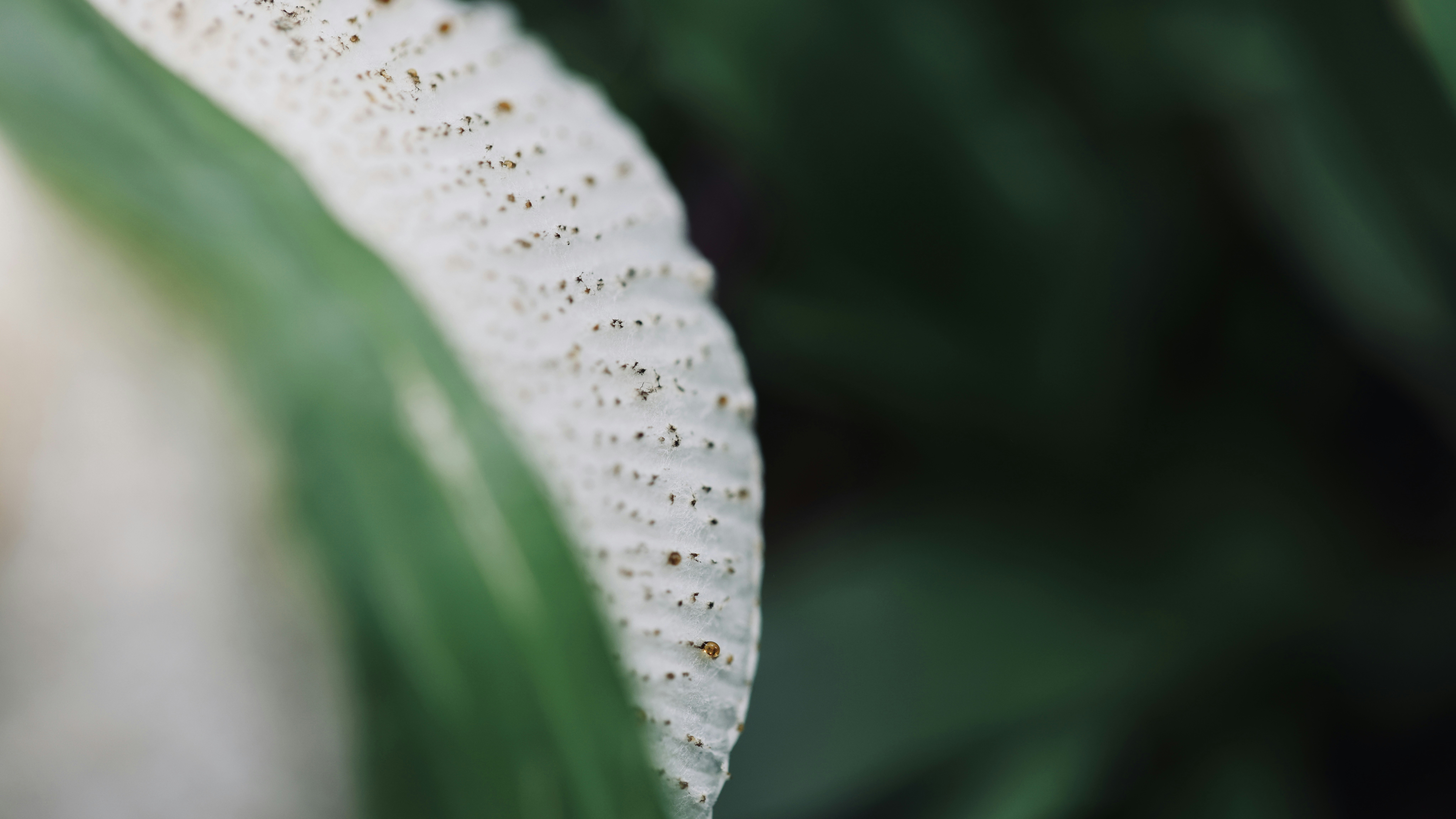 Close-Up of a Textured White Fungus Cap with Green Surroundings