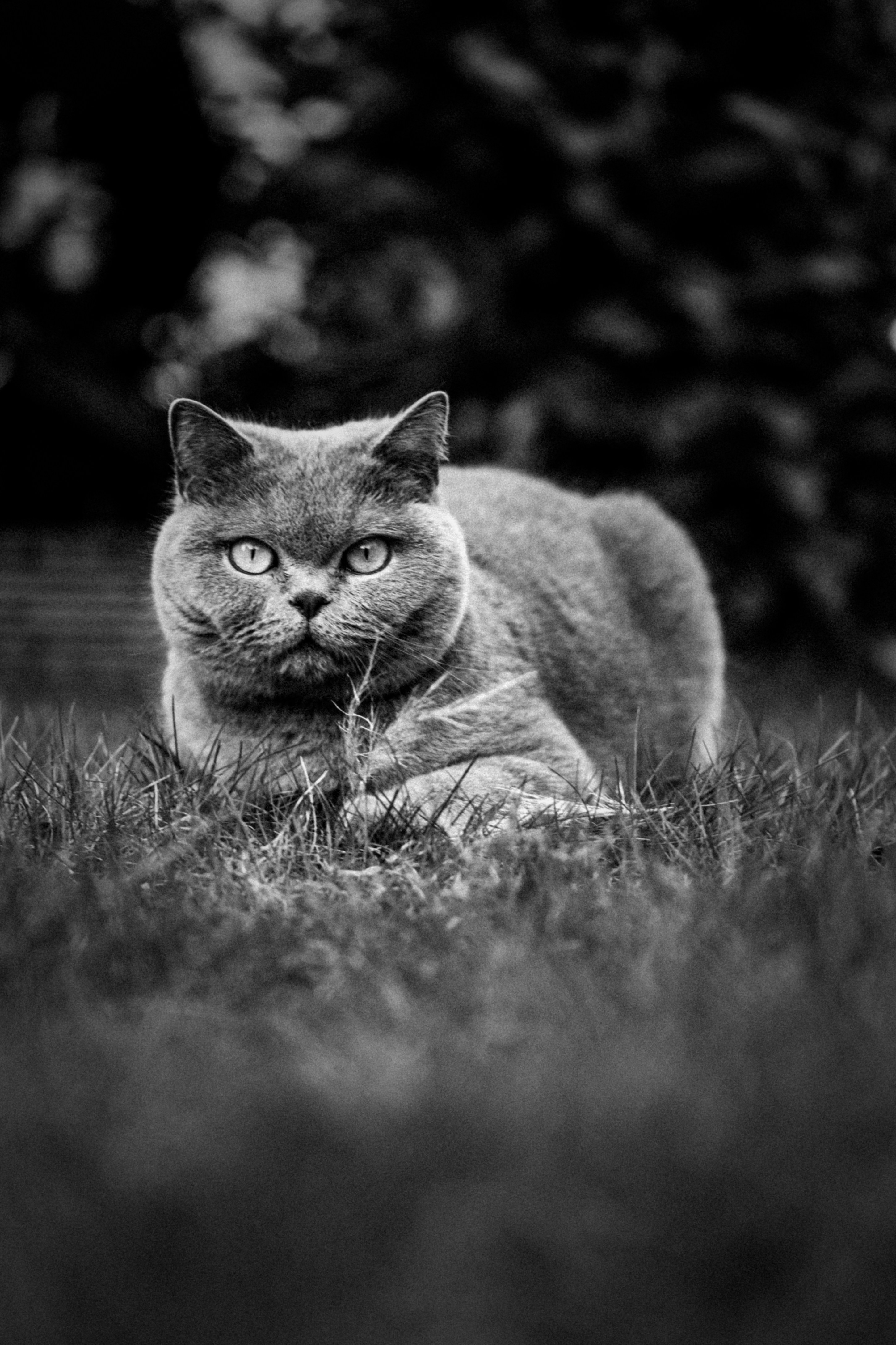 A gray cat lying in the grass, observing its surroundings with keen eyes. The monochrome effect adds a timeless quality to the scene.