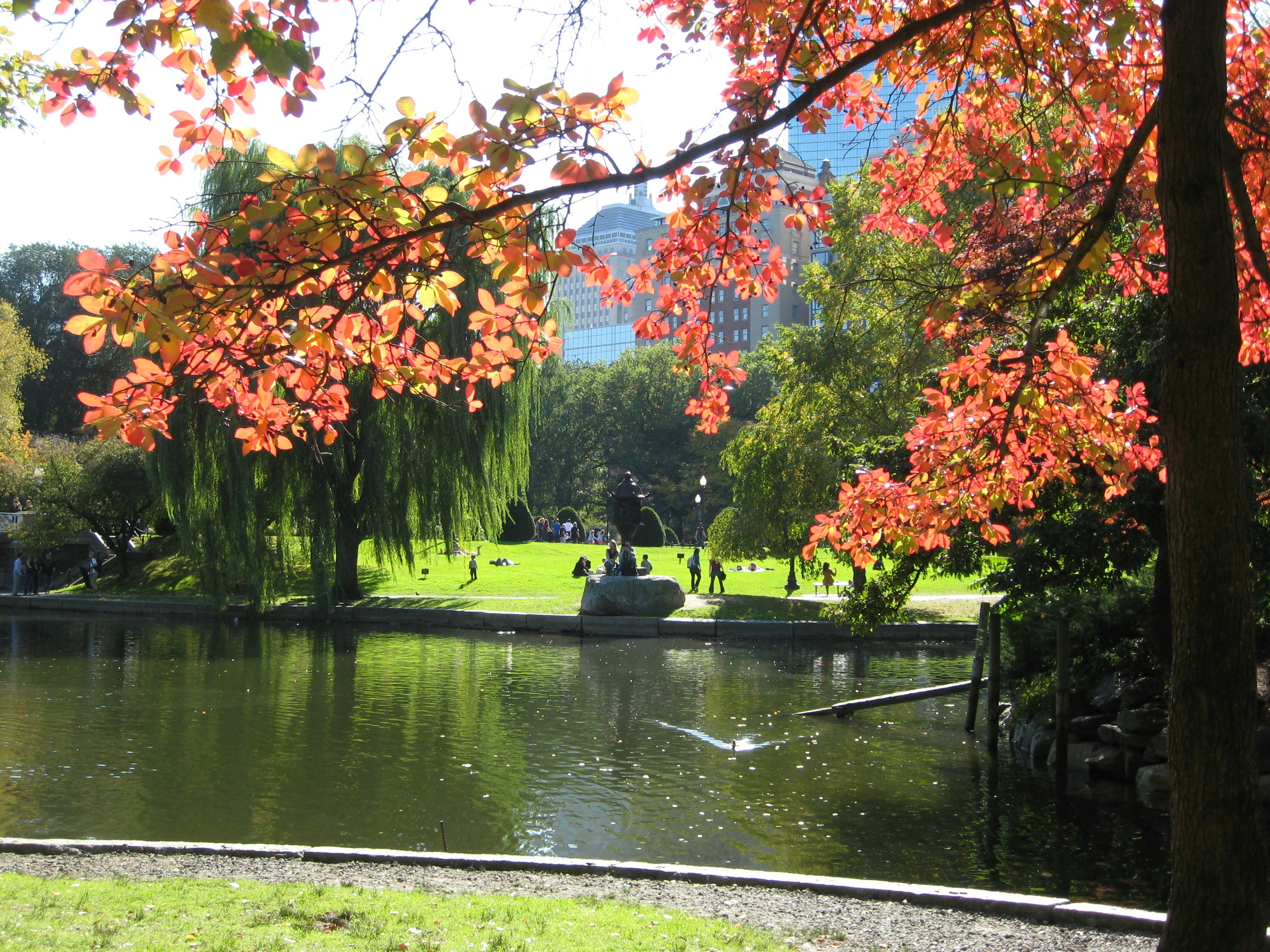 a pond with trees around it