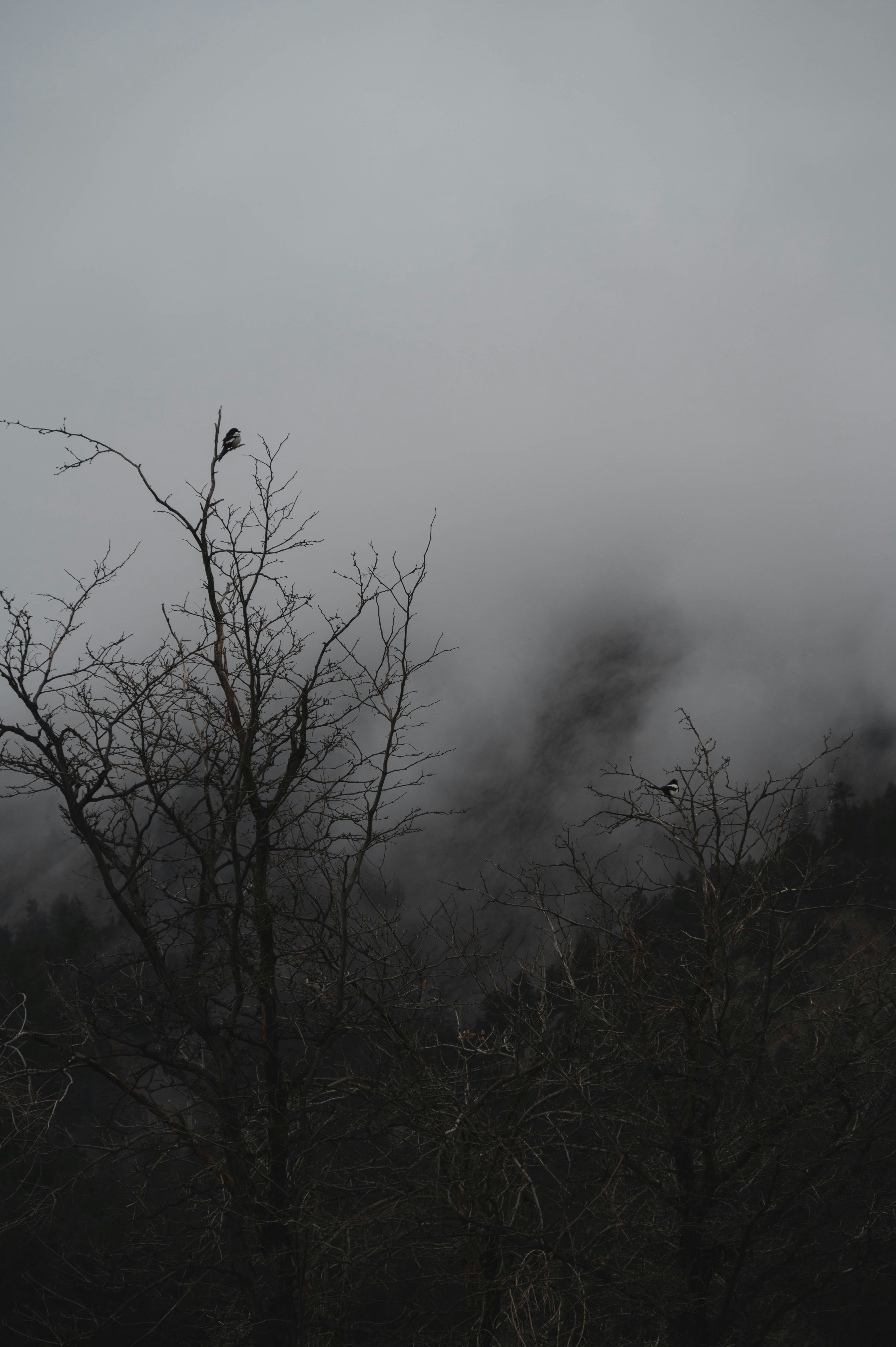 Bare branches reach towards a fog-laden mountain, hinting at the mysteries hidden within the clouds.
