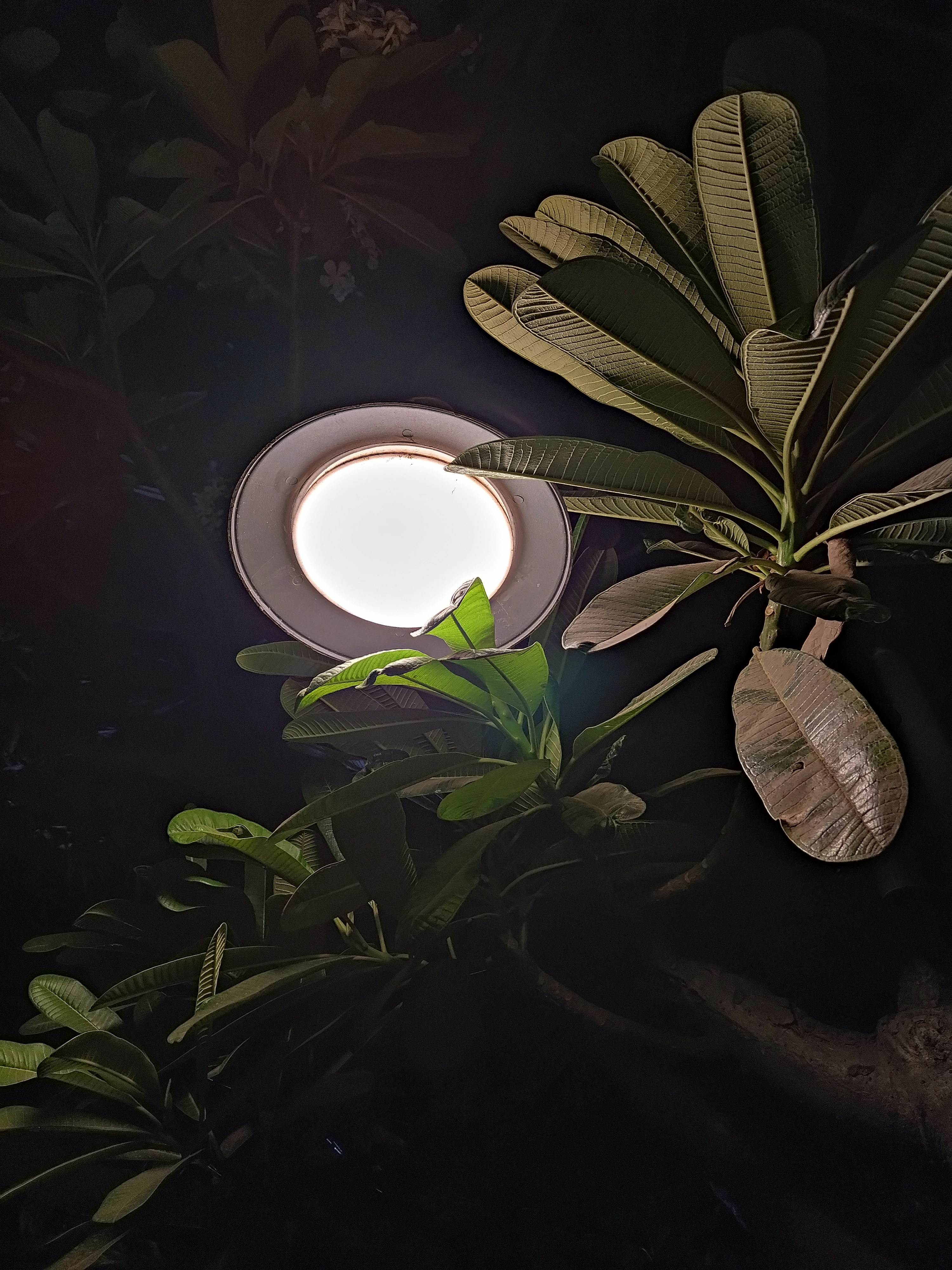 A circular light fixture surrounded by lush green leaves, creating a contrast between artificial illumination and natural foliage.