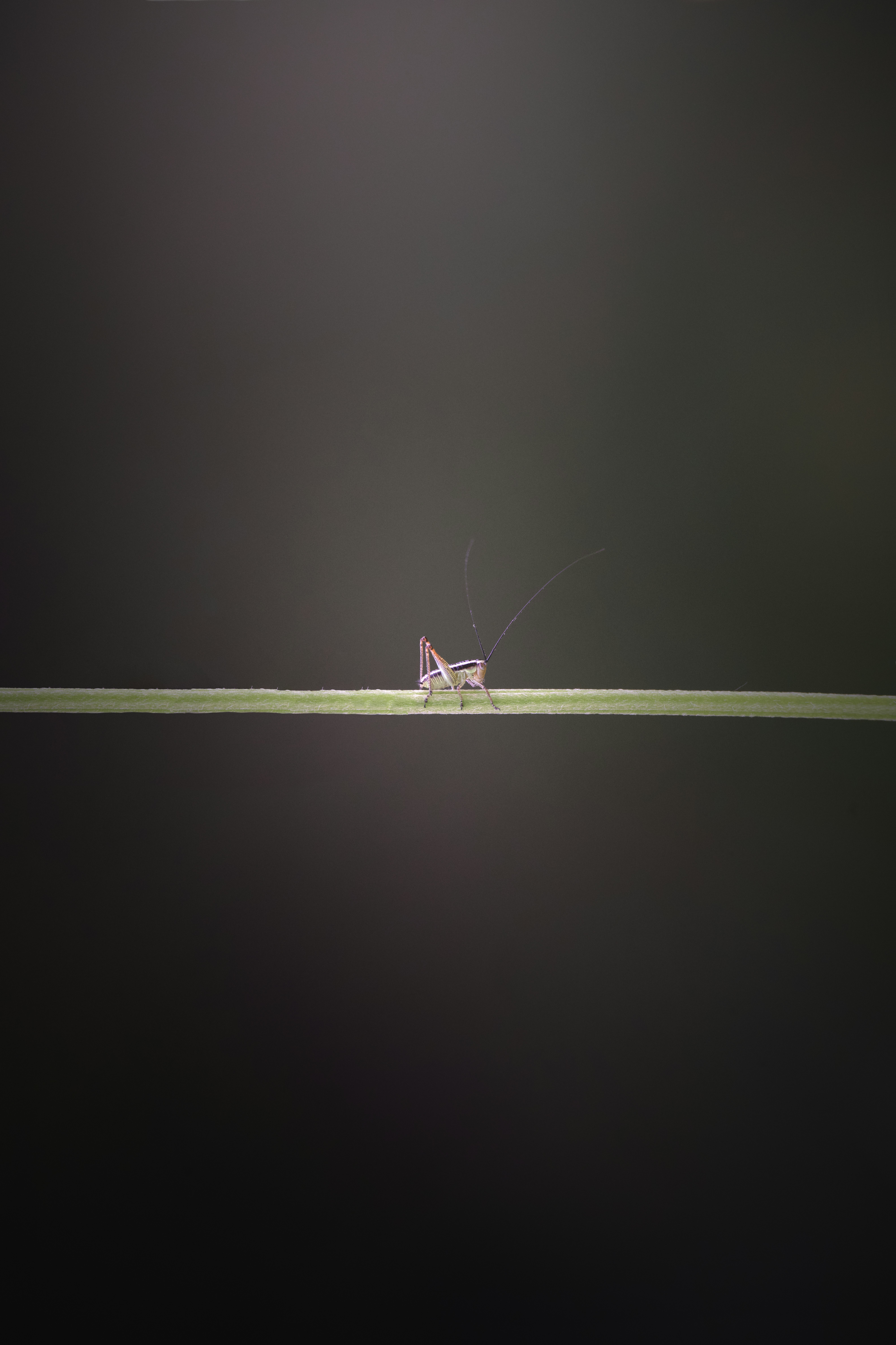 Minuscule Bridge Scout: A Delicate Mantis on a Narrow Strand