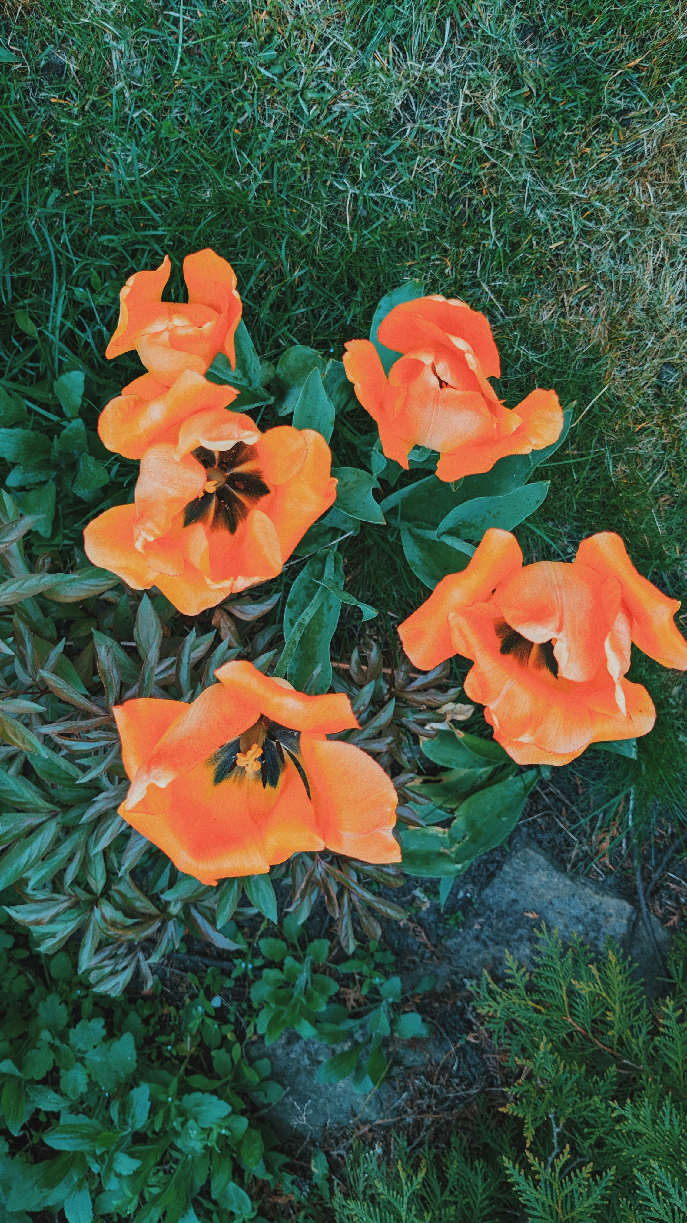 Orange Tulips Rising from Green Border