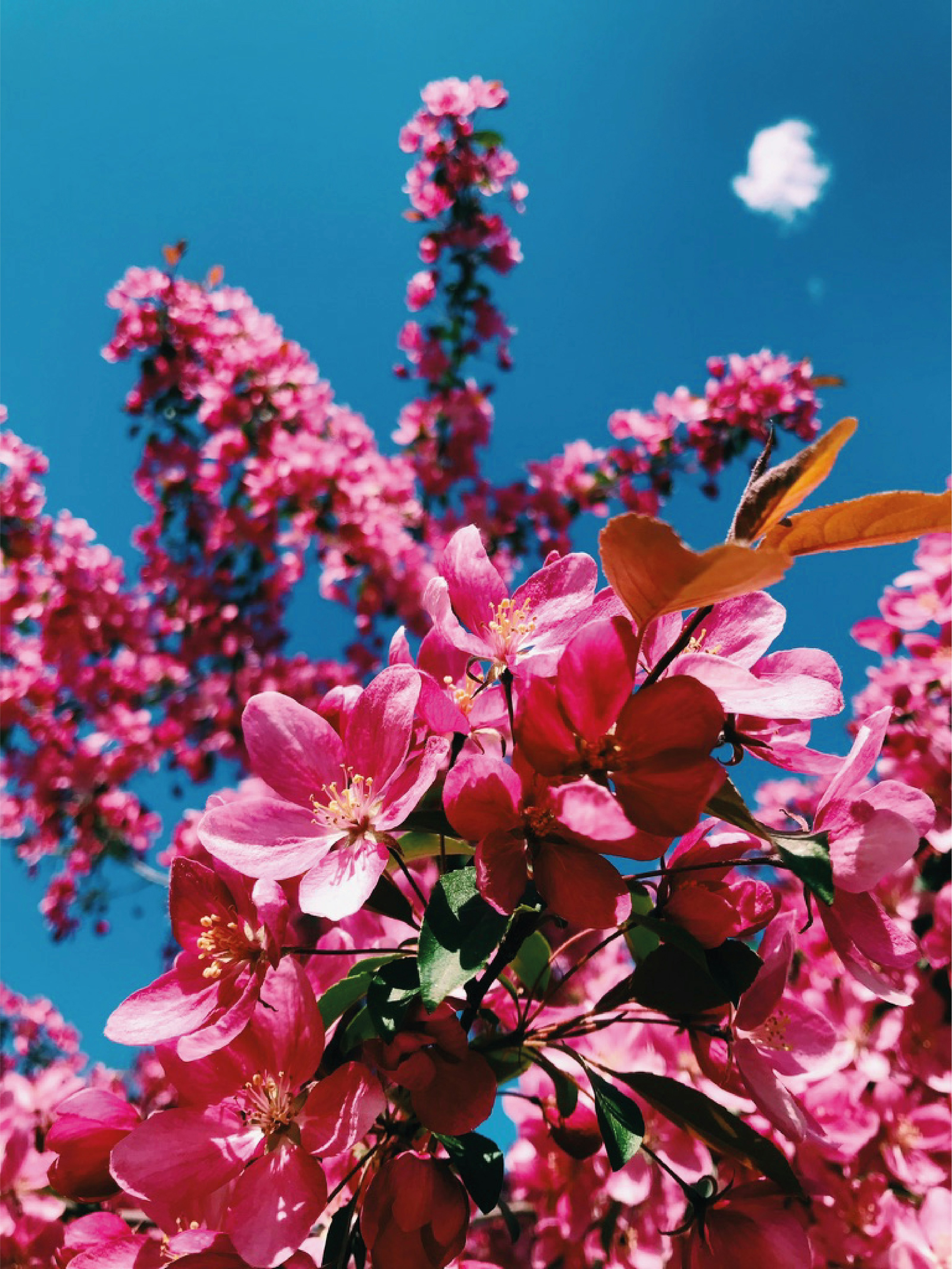 Pink Cherry Pictures | Download Free Images on Unsplash