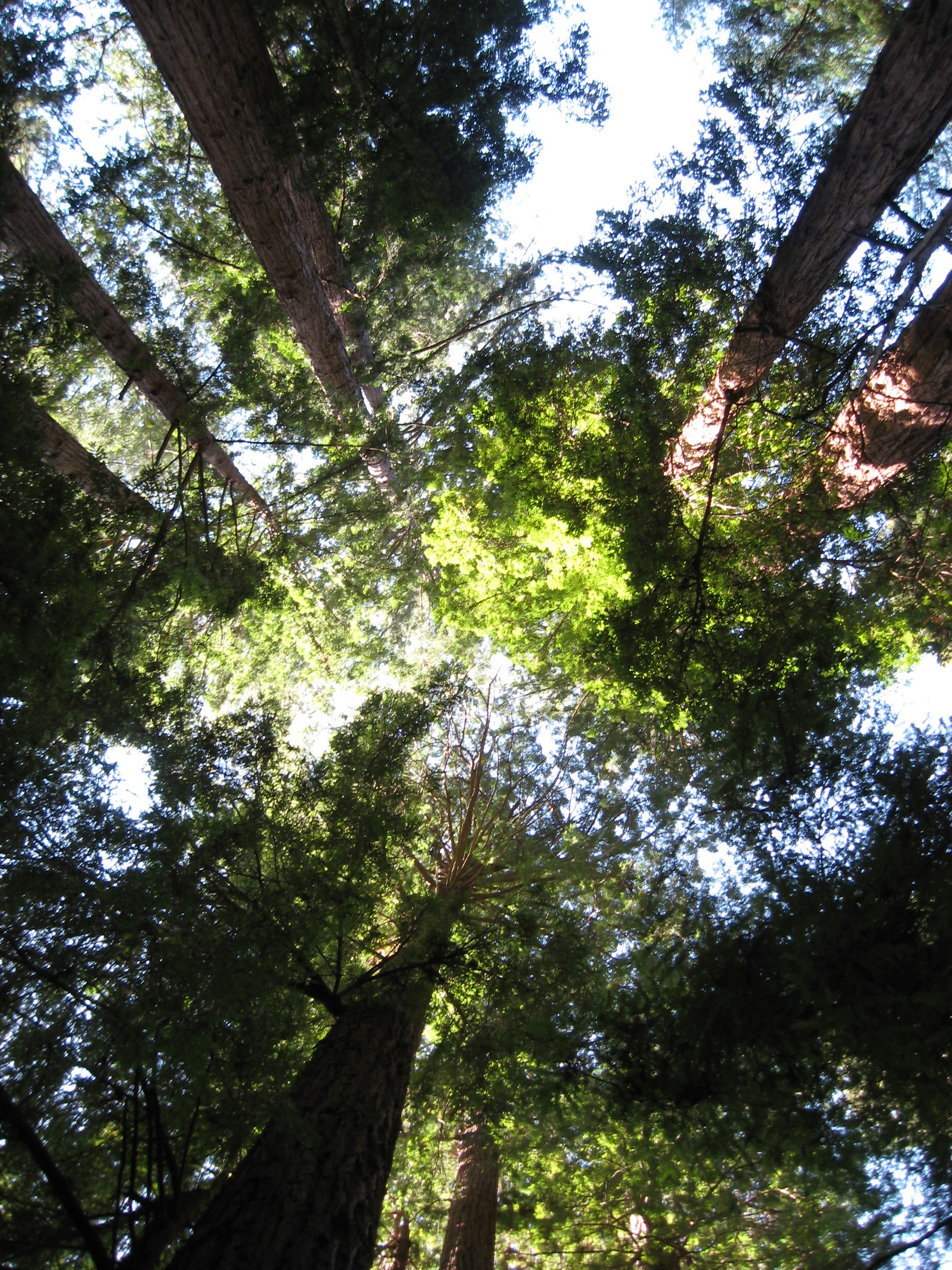 Looking up at trees and blue sky photo – Free Usa Image on Unsplash
