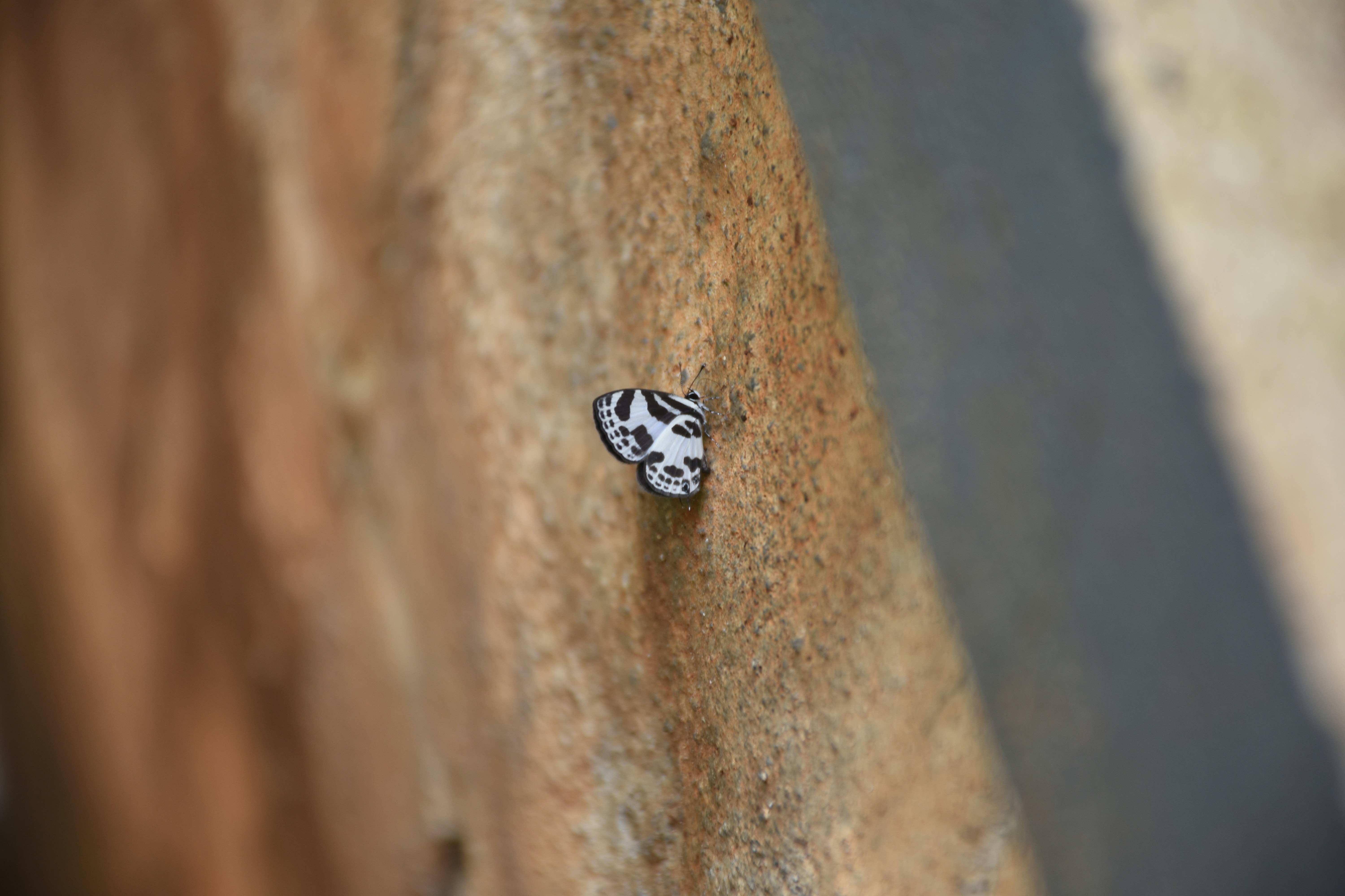 a close up of a black and white object on a wood surface