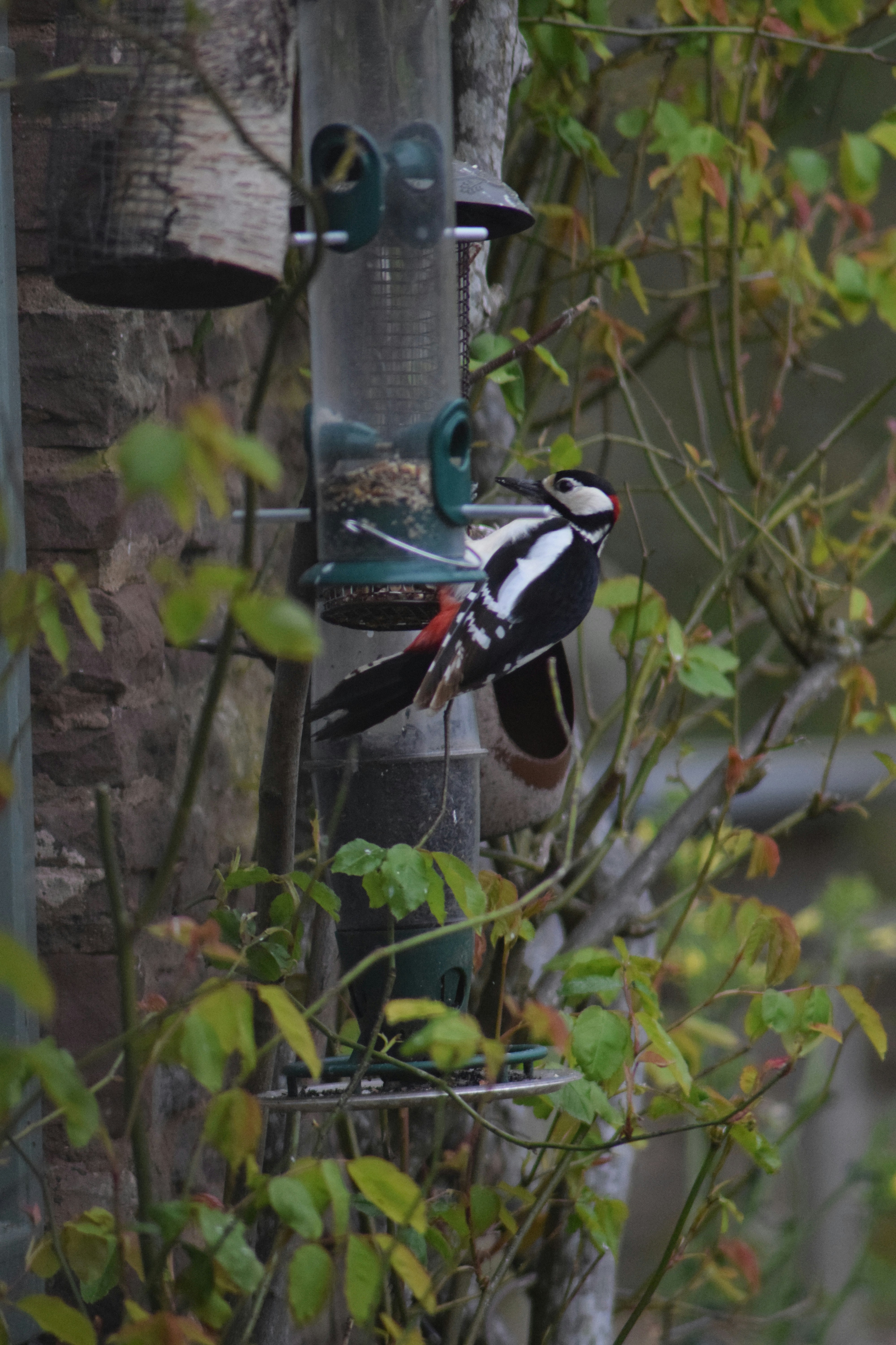 Red-bellied Woodpecker at a Mossy Feeder