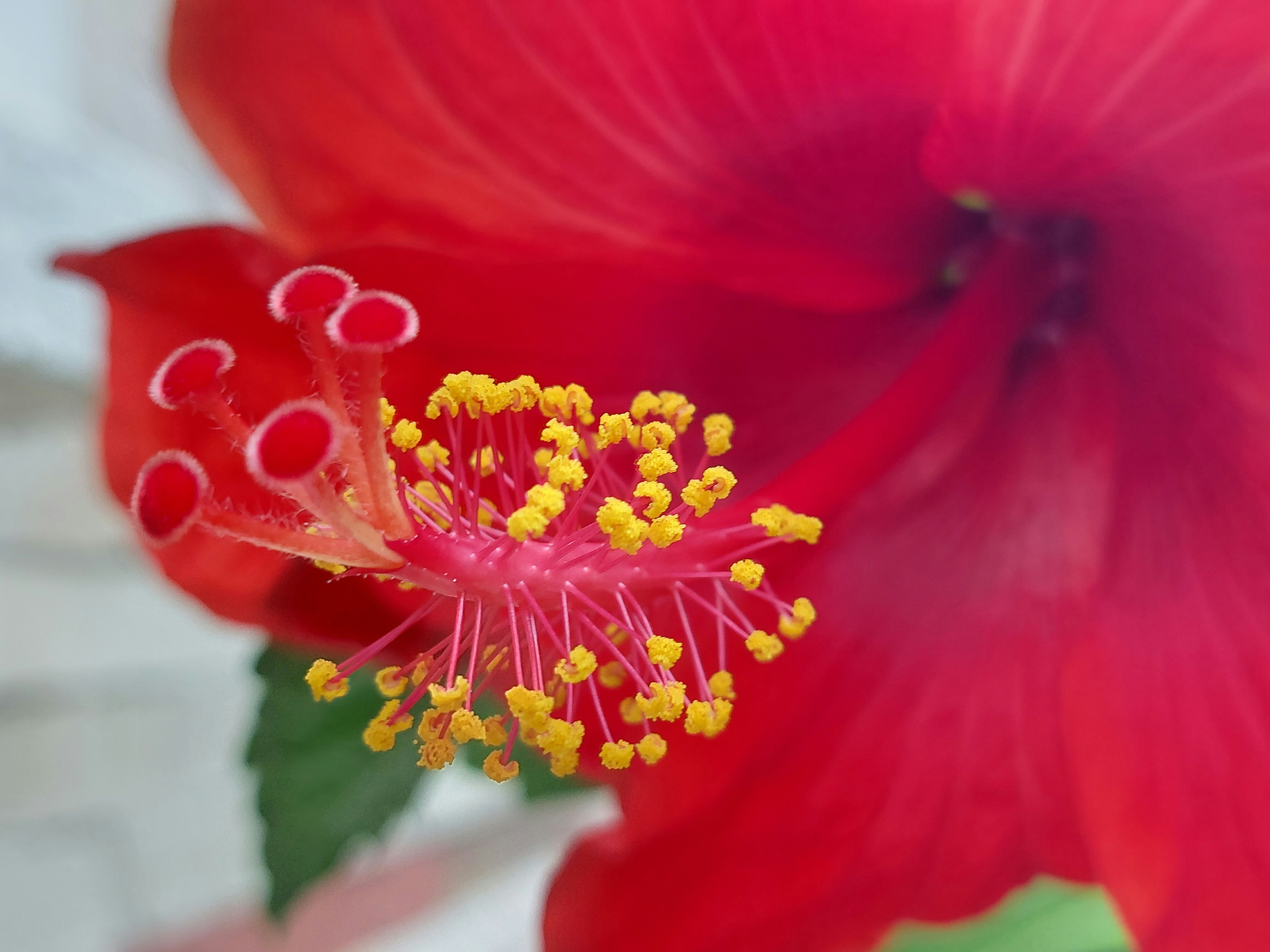 Close-up of a vibrant red hibiscus flower showcasing its intricate stamen and pistil against a blurred background. The image highlights the flower's vivid colors and delicate details.