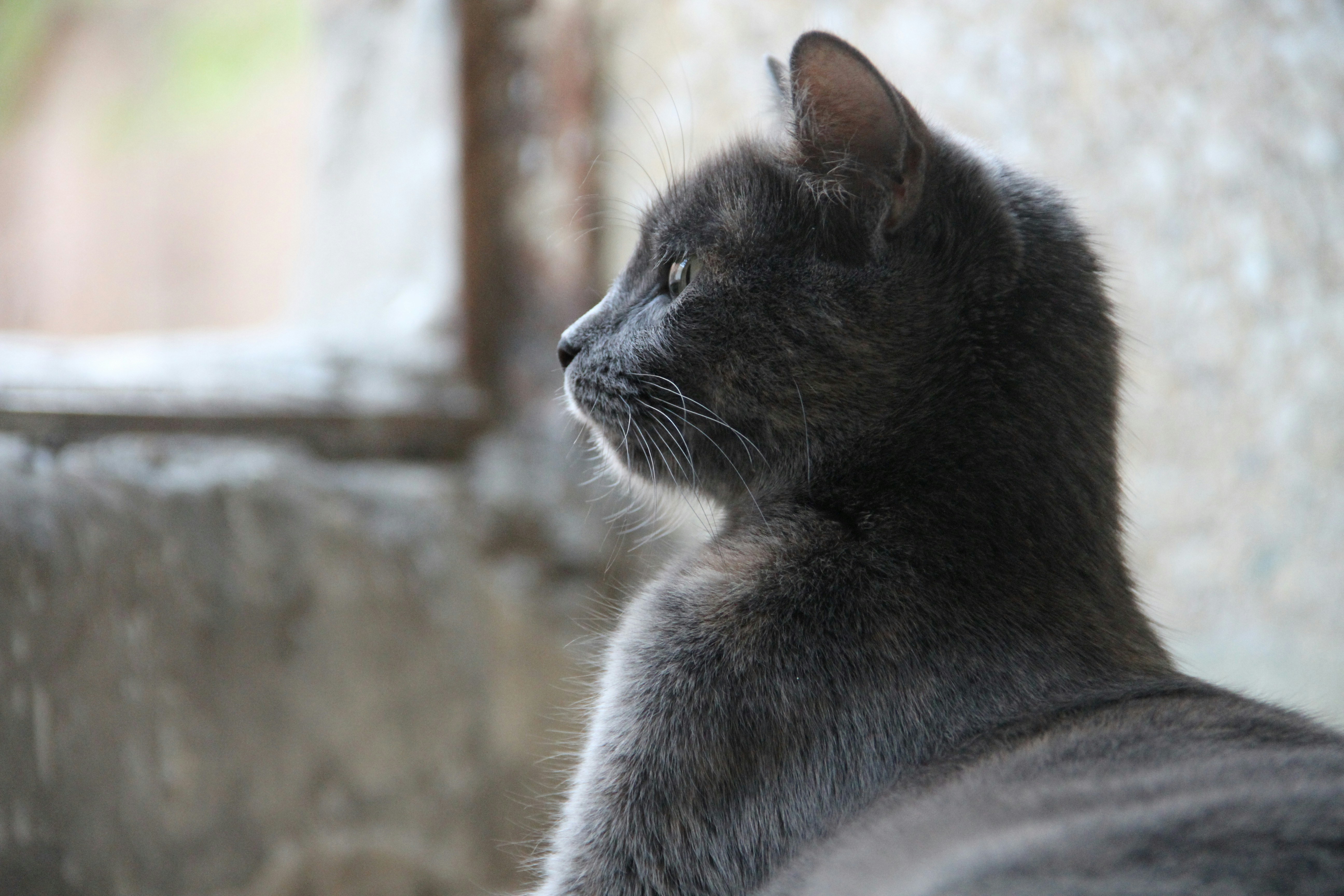 Cat Side Profile Pictures | Download Free Images on Unsplash