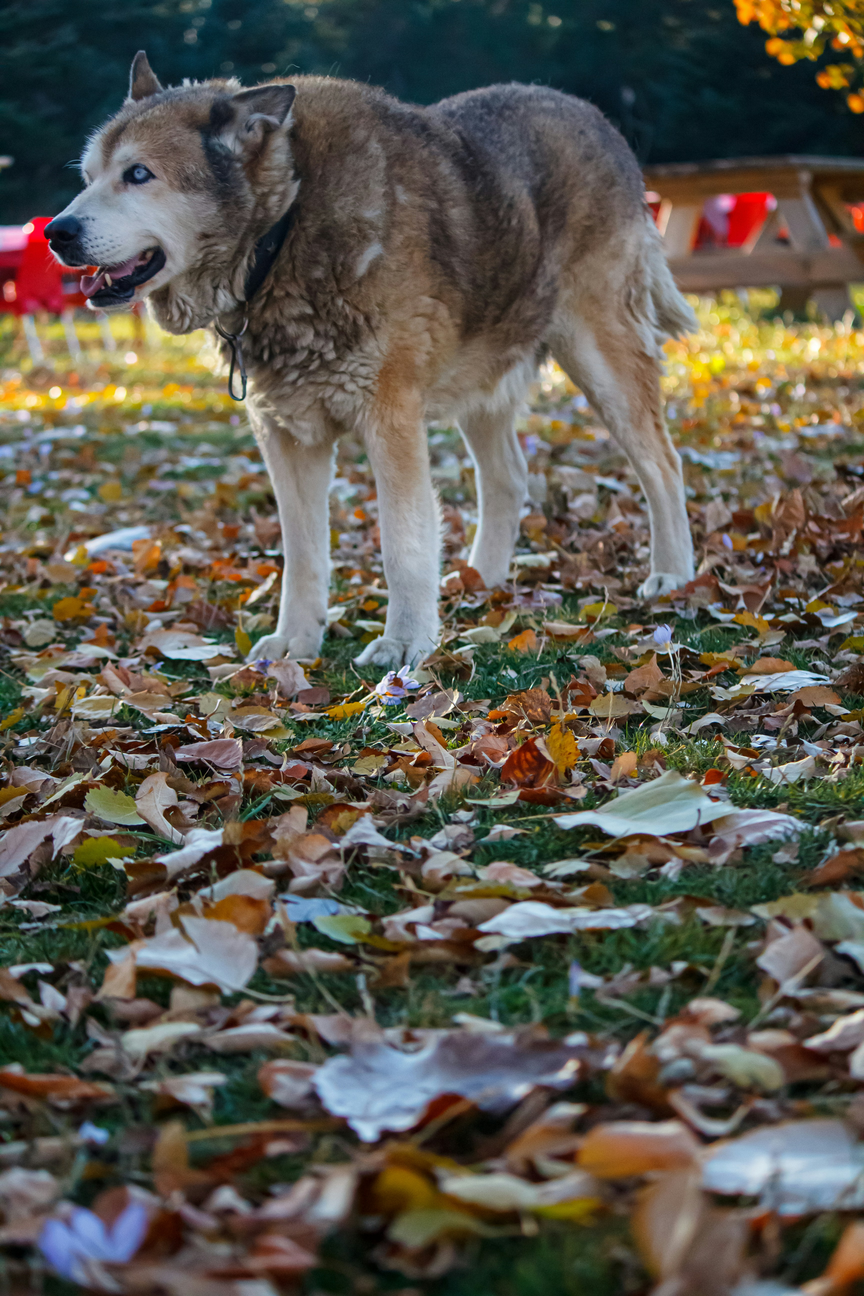 Autumn Field Sentinel: A Loyal Hound Among Fallen Leaves