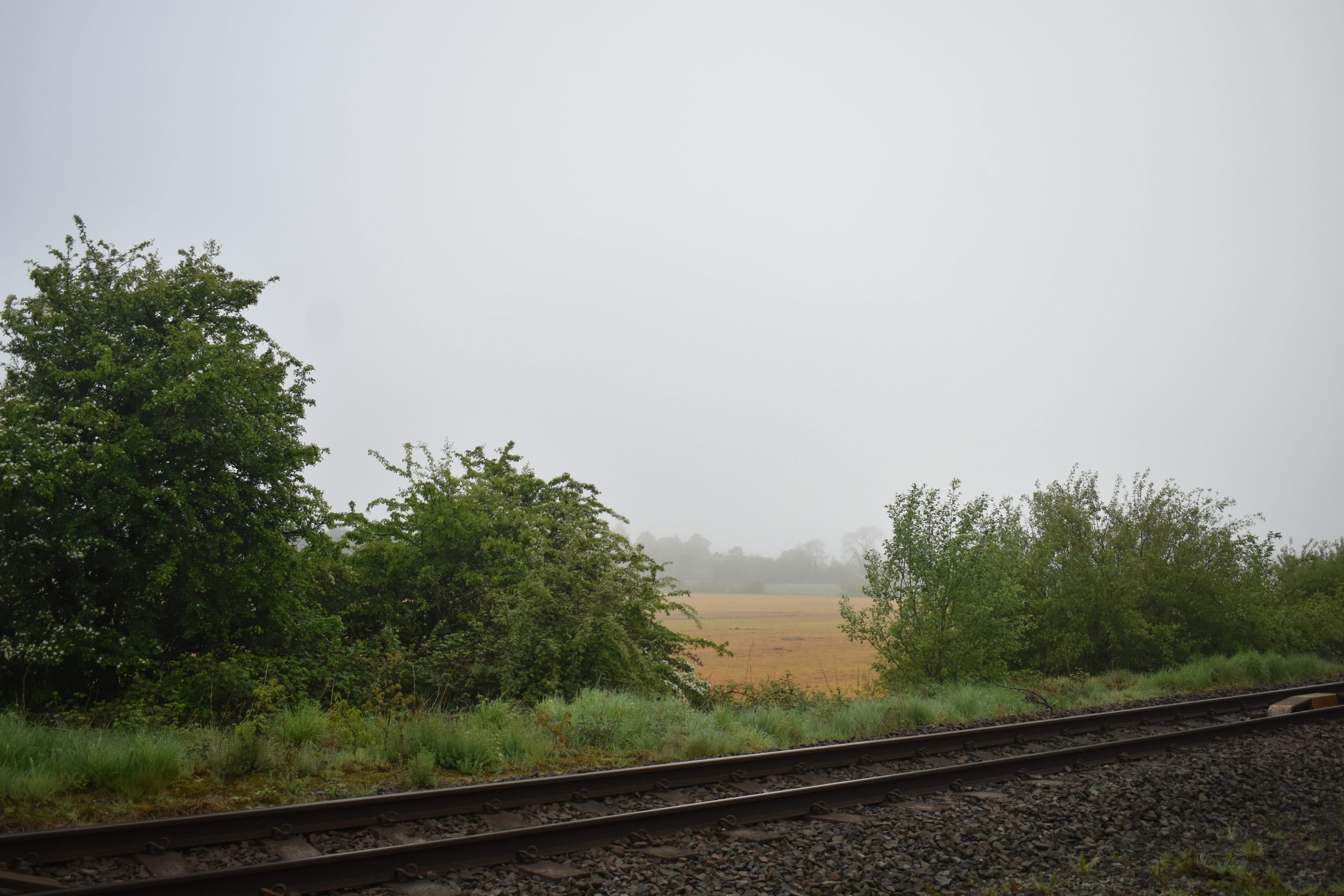 train tracks with trees on either side