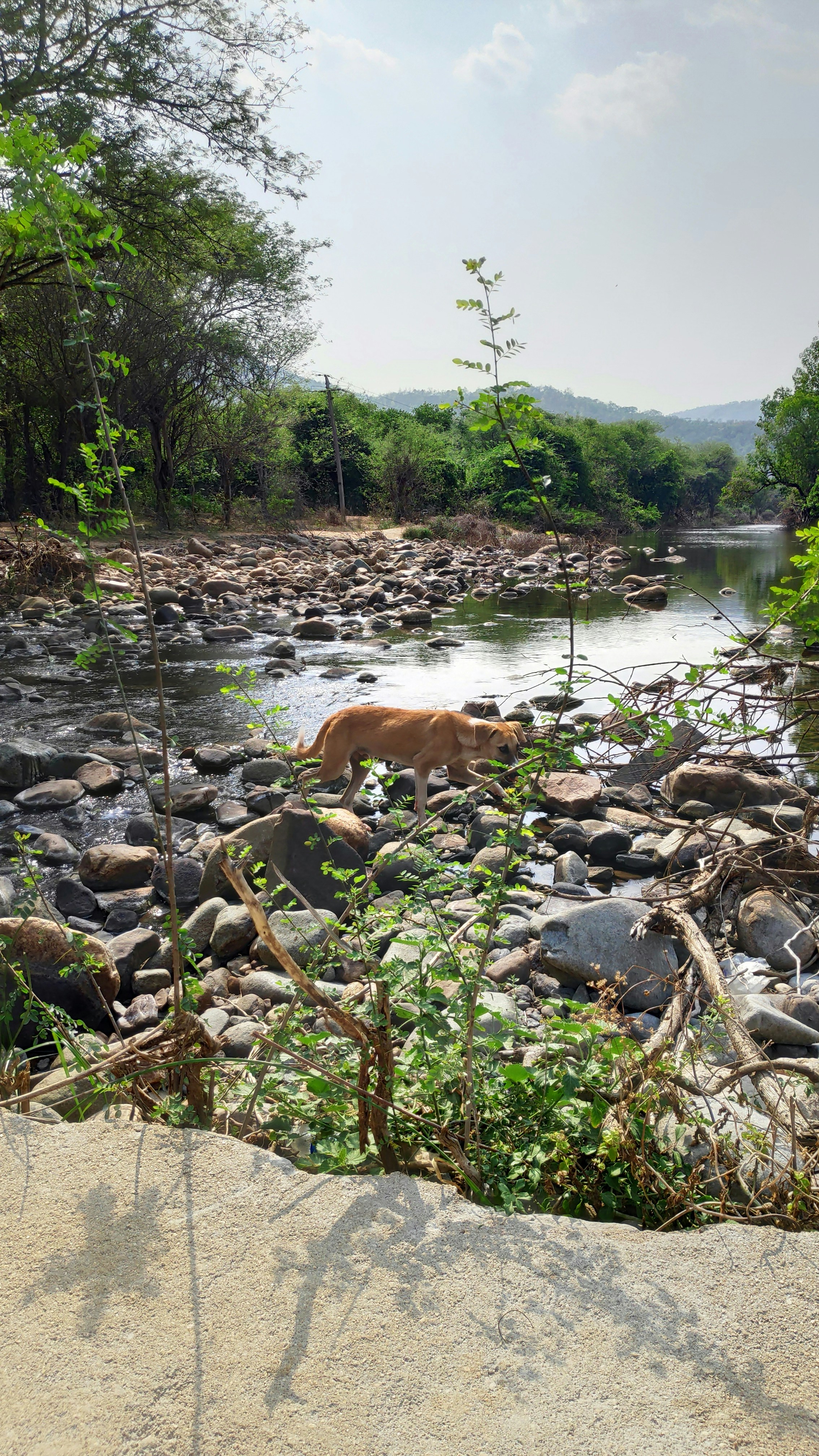 Riverbed Stroll: A tan hound threads a pebble path under dappled light