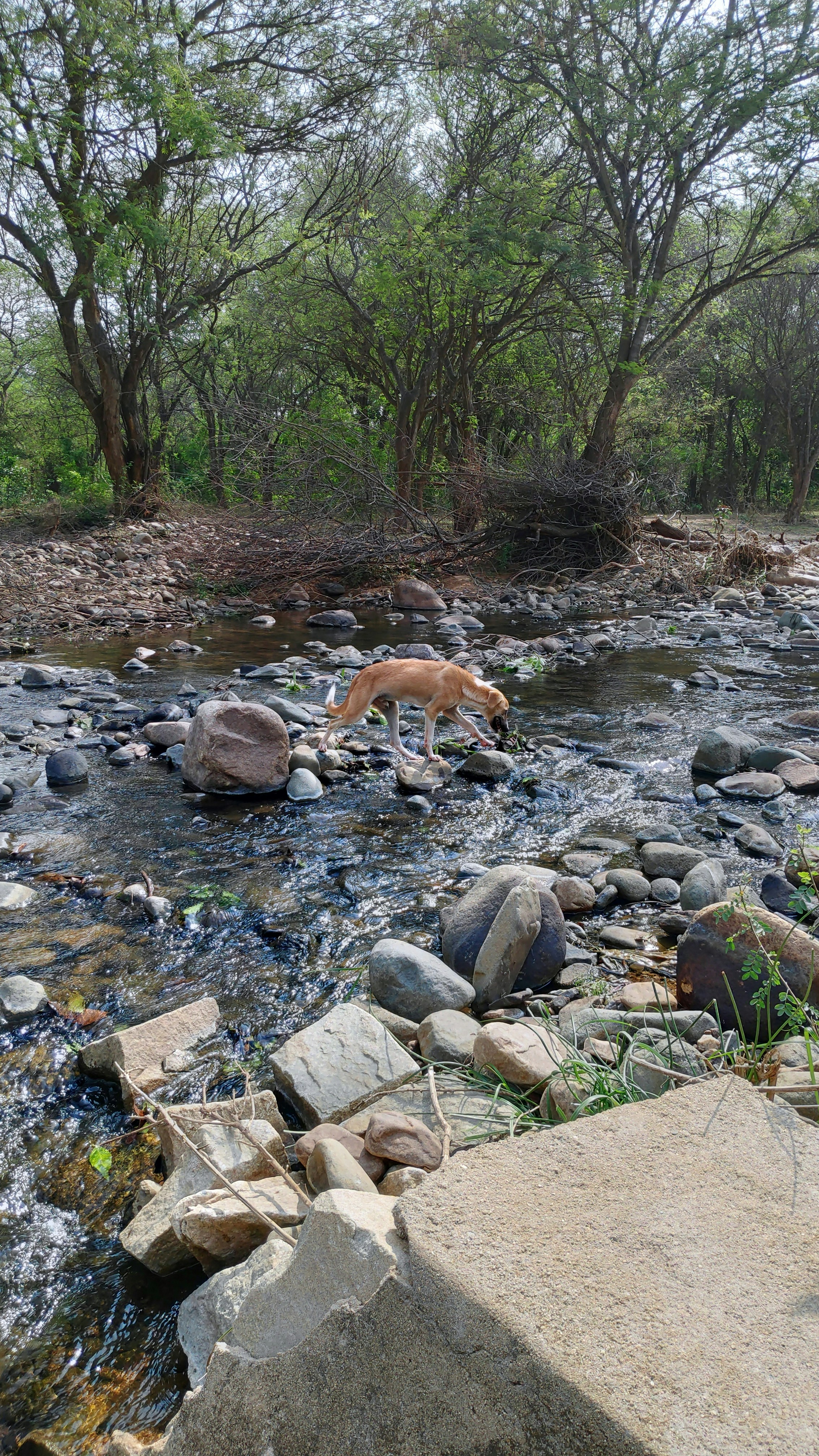 Fox Crossing the Shallow River Bed Among Smooth Stones