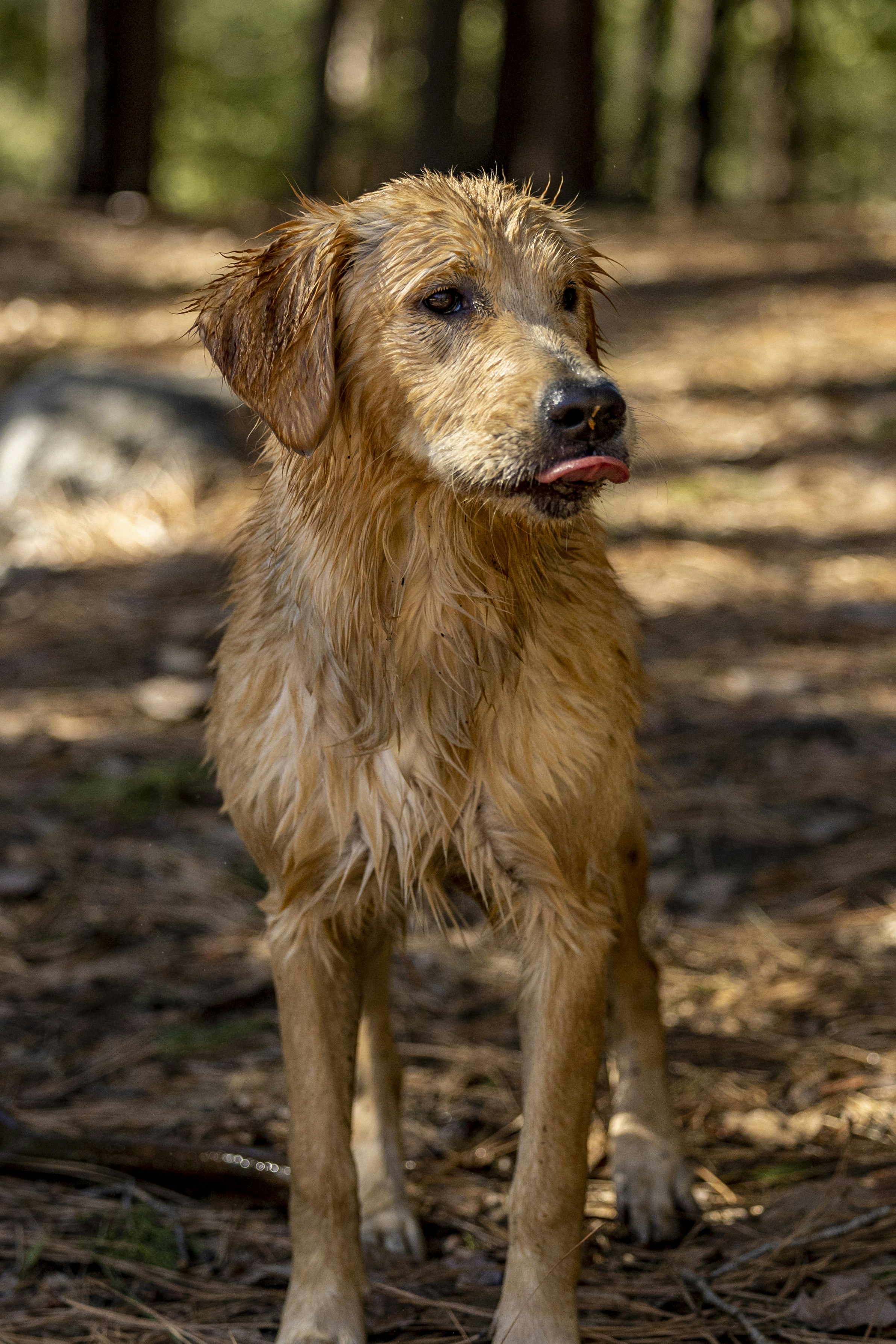 Irish Wolfhound Golden Retriever Mix