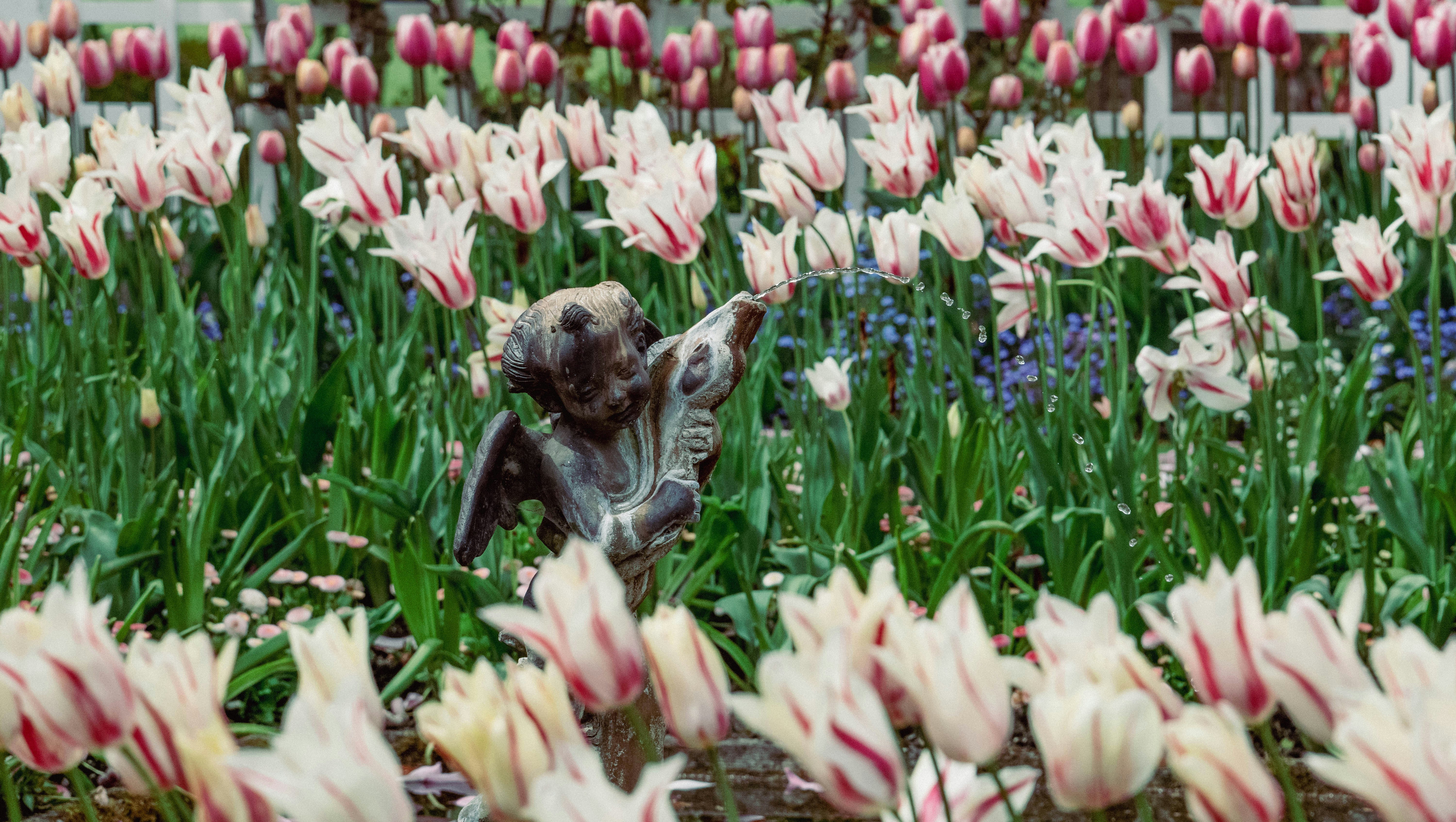 Cherub Fountain Amid a Tulip Ribbonjohn xiao