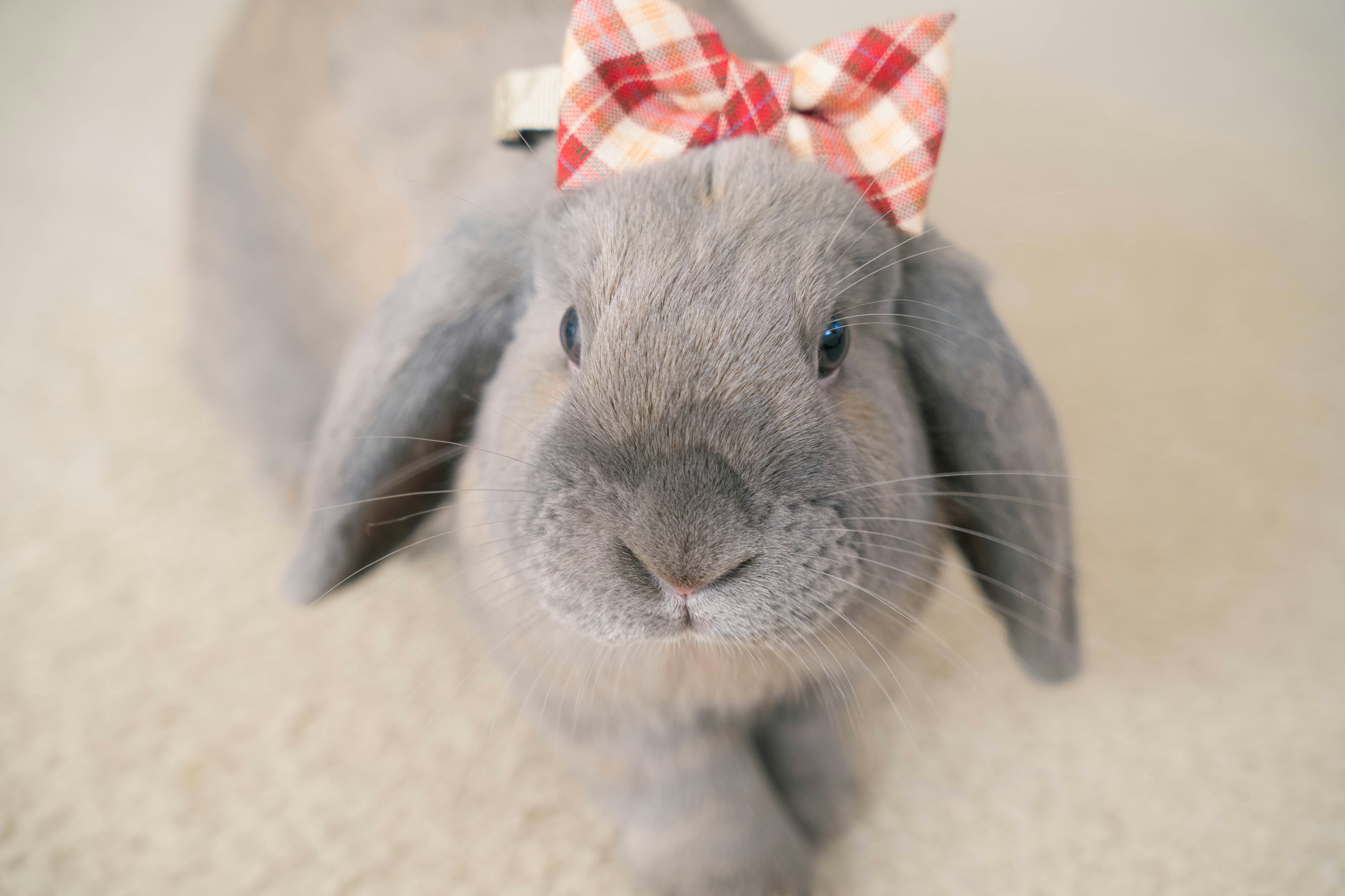 Bunny Wearing A Hat