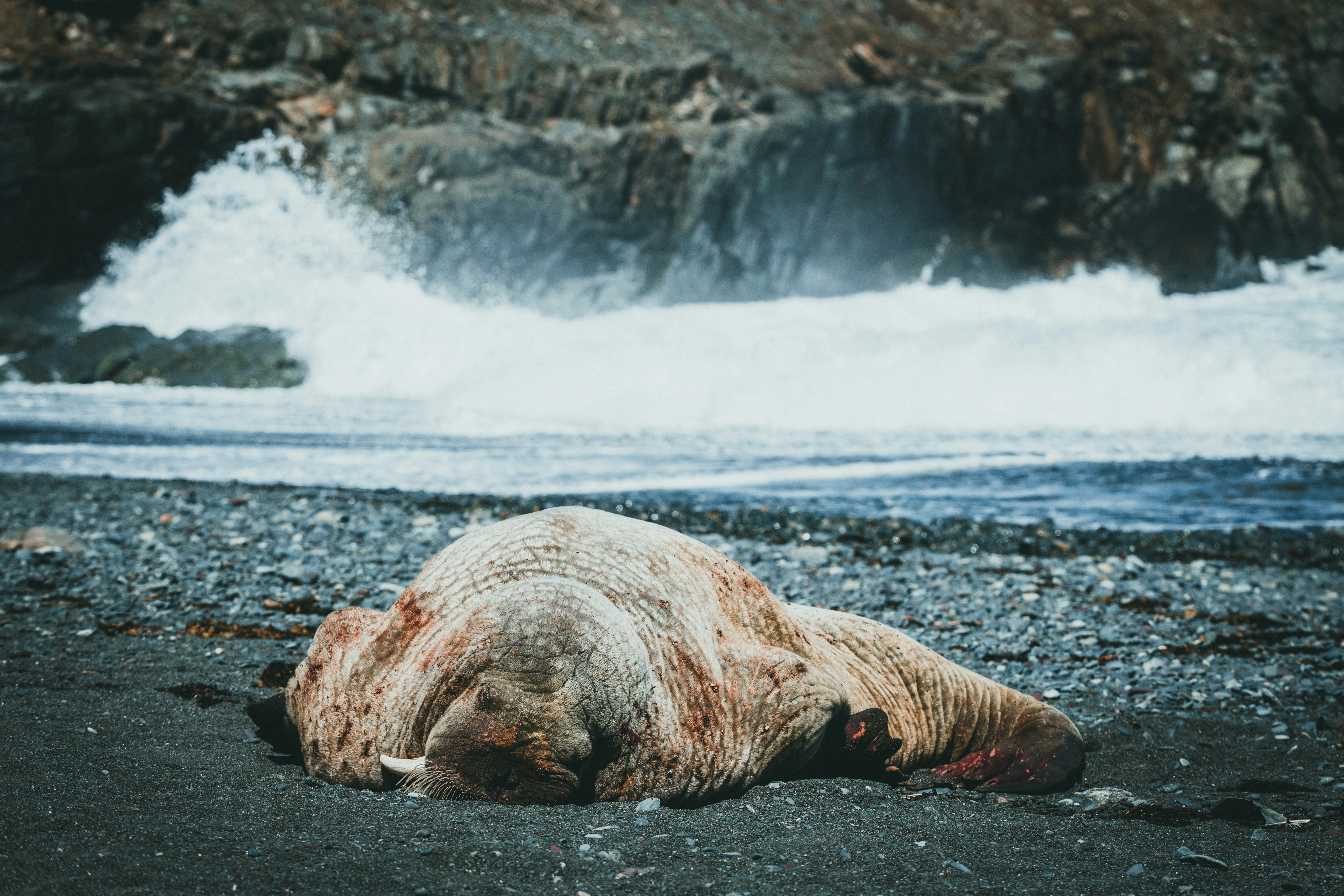 a hippopotamus lying on the ground near a waterfall