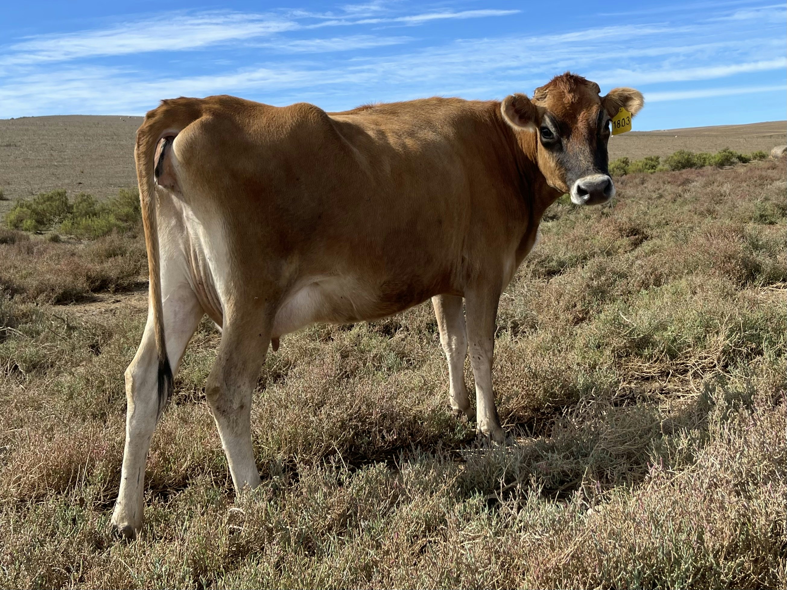 Una vaca parada en un campo foto – Imagen de Animal gratuita en Unsplash