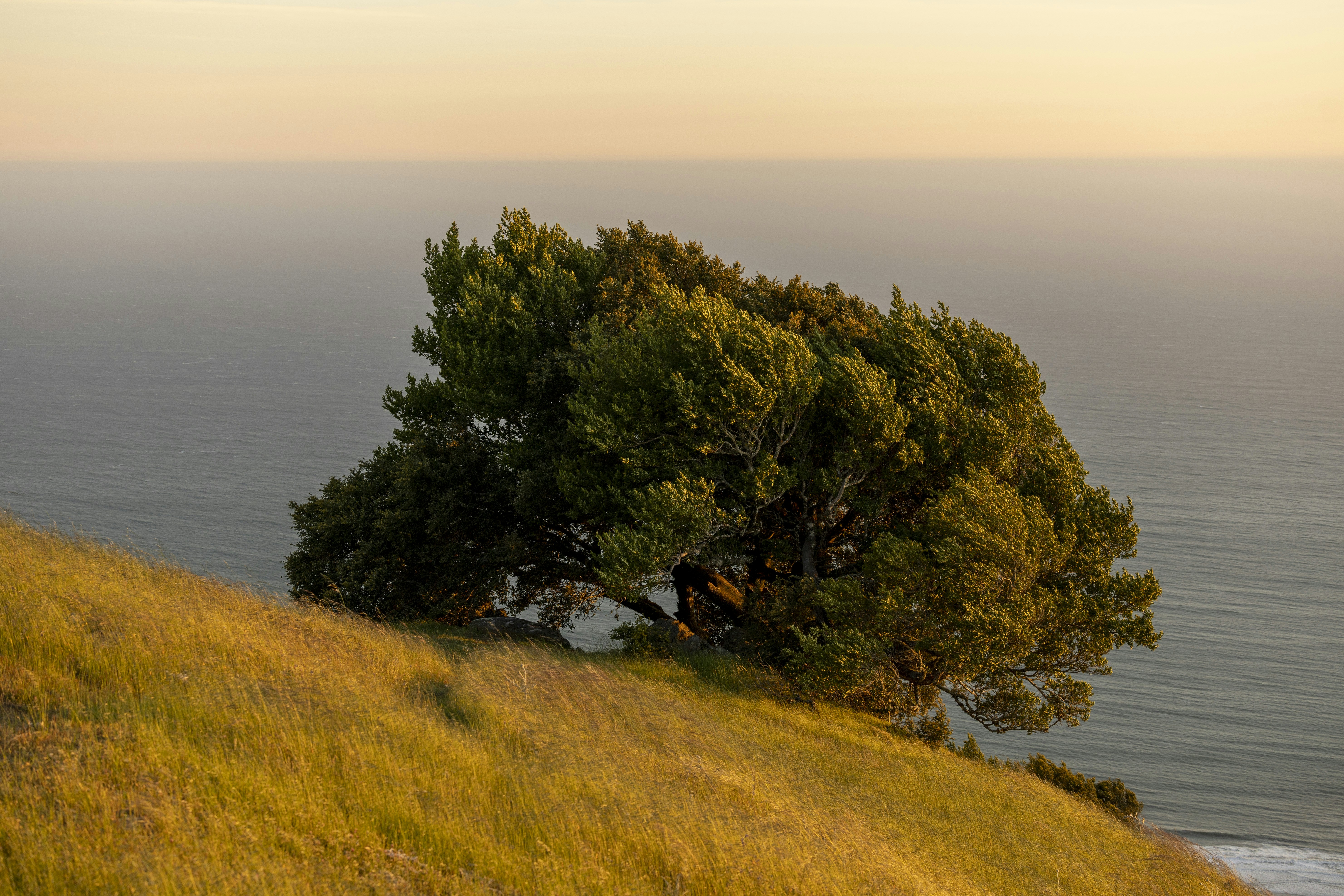 Un arbre sur une colline au bord de l’eau photo – Image gratuite de ...