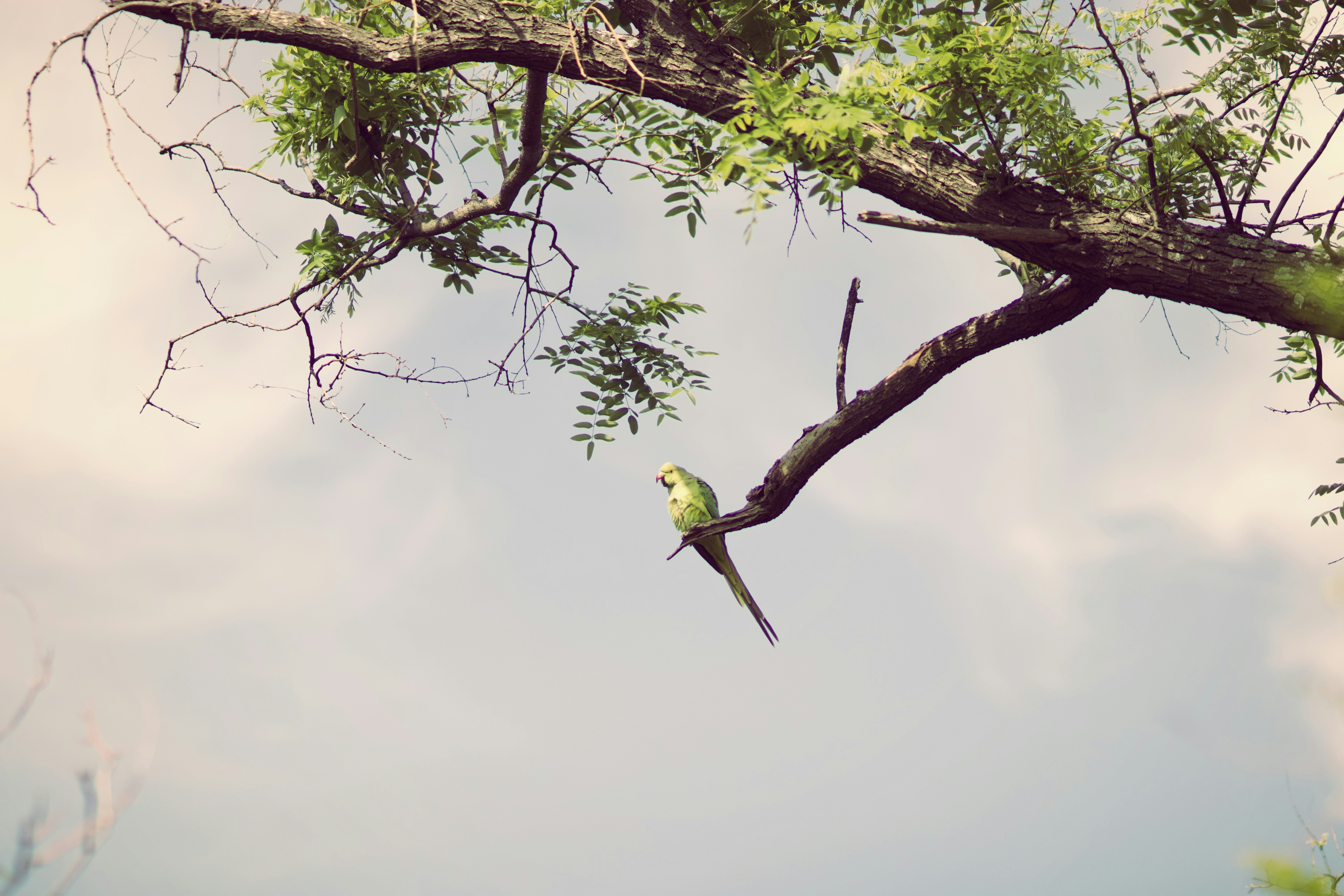 A vibrant green parrot perched on a branch amidst a softly blurred background of leaves and sky.