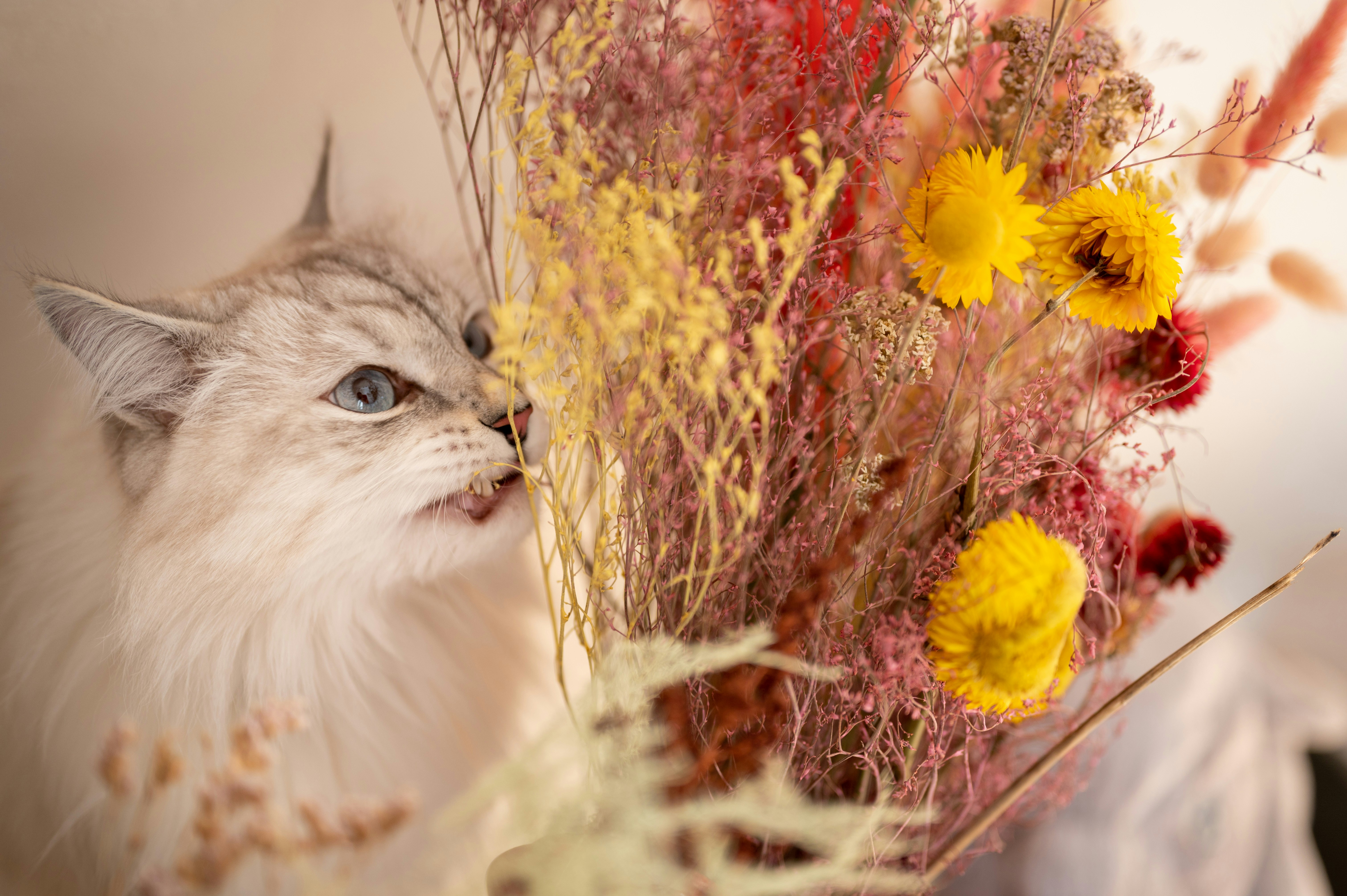 A fluffy cat curiously inspects a vibrant arrangement of dried flowers, showcasing a blend of colors and textures. The scene captures a moment of feline intrigue.