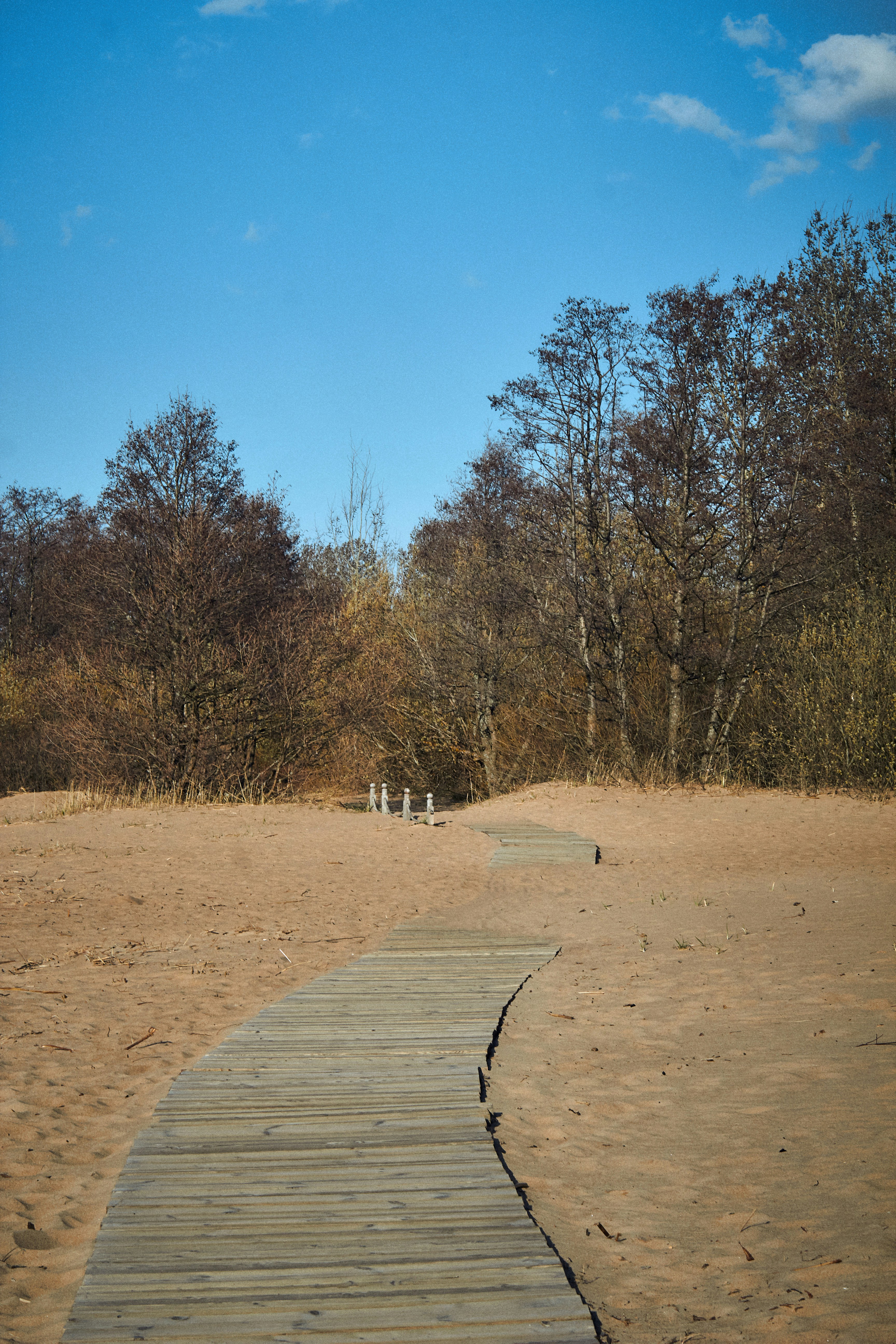 a wooden walkway with trees on either side of it
