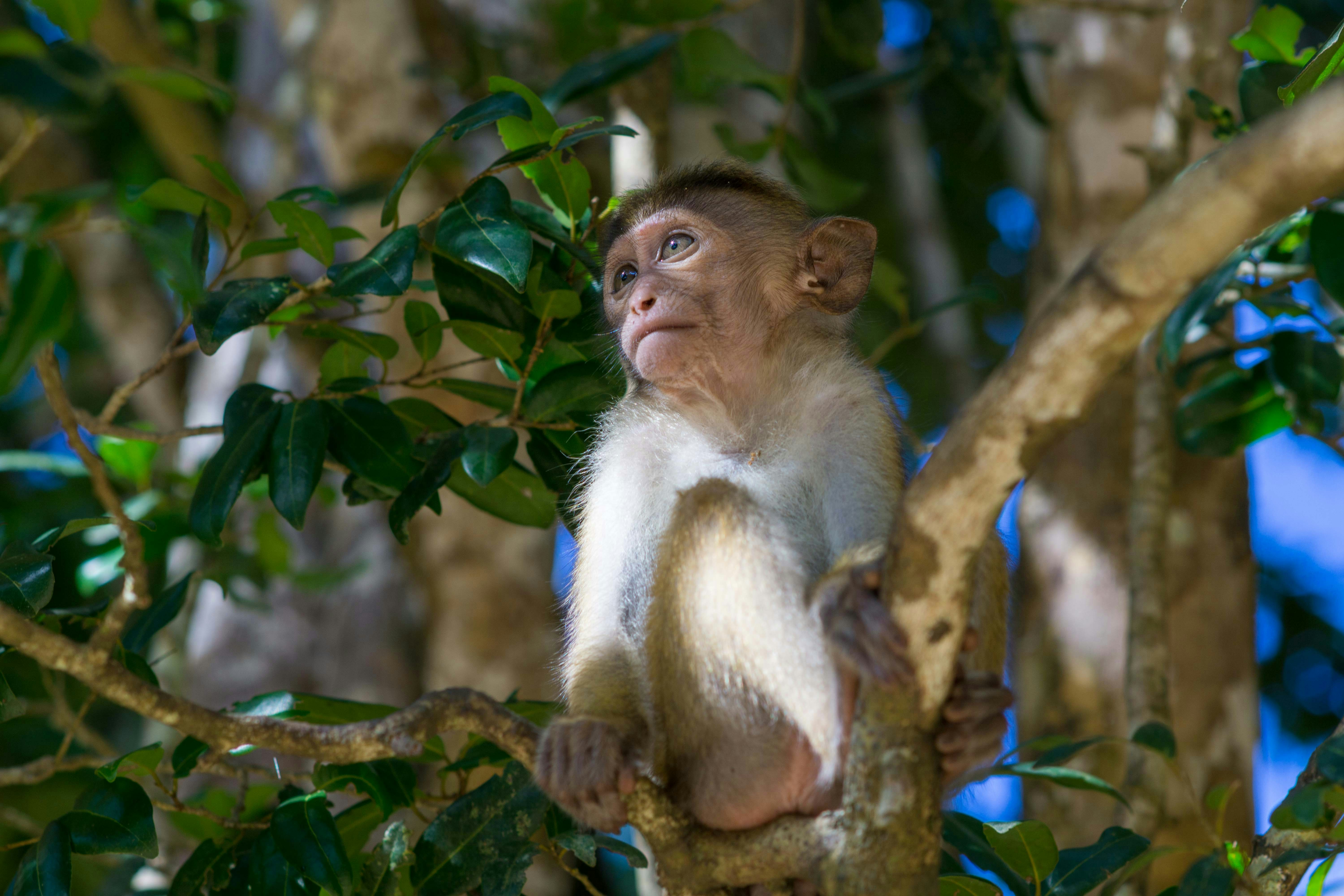 A monkey in a tree photo – Free Wilpattu national park Image on Unsplash