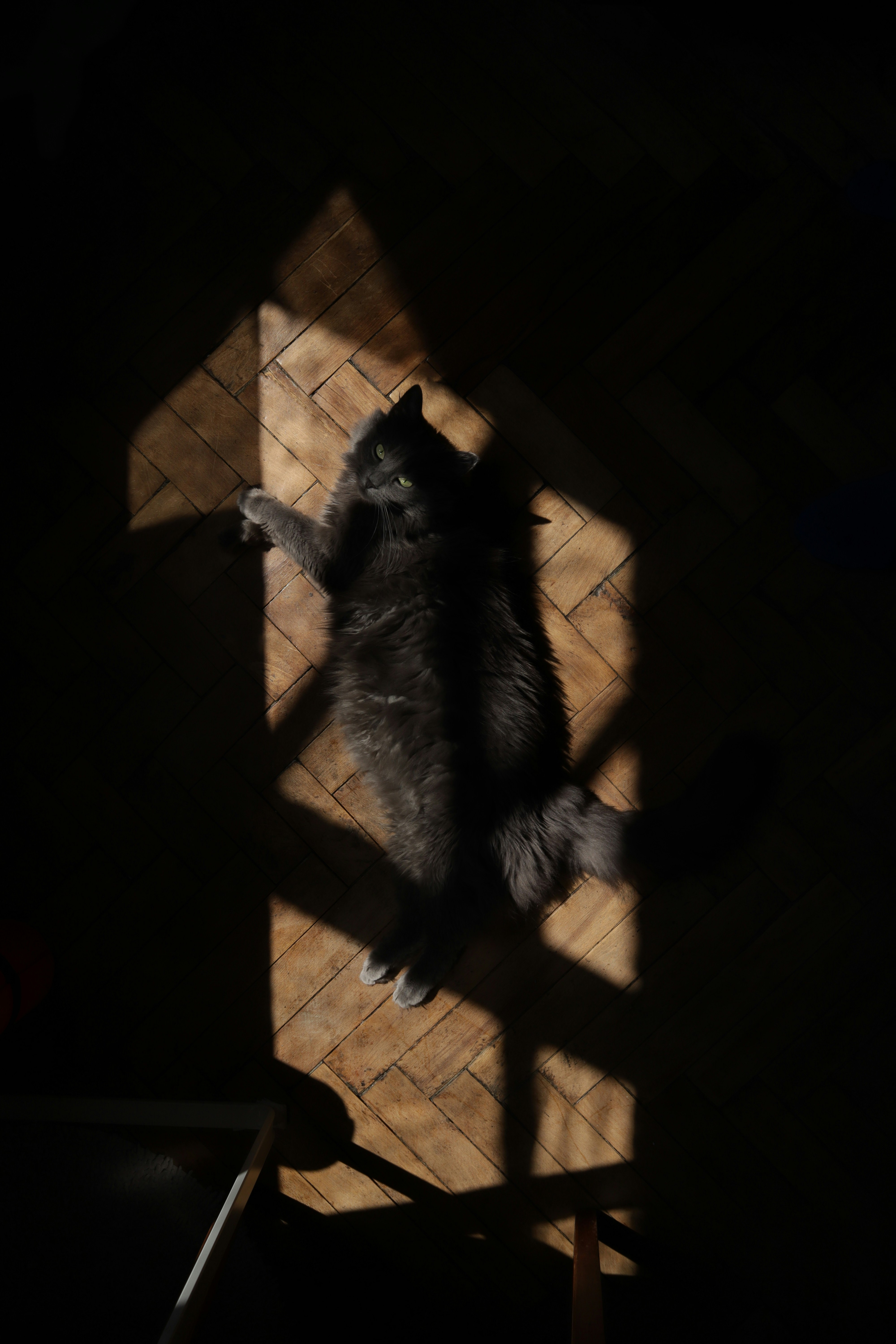 a cat sitting on a chair