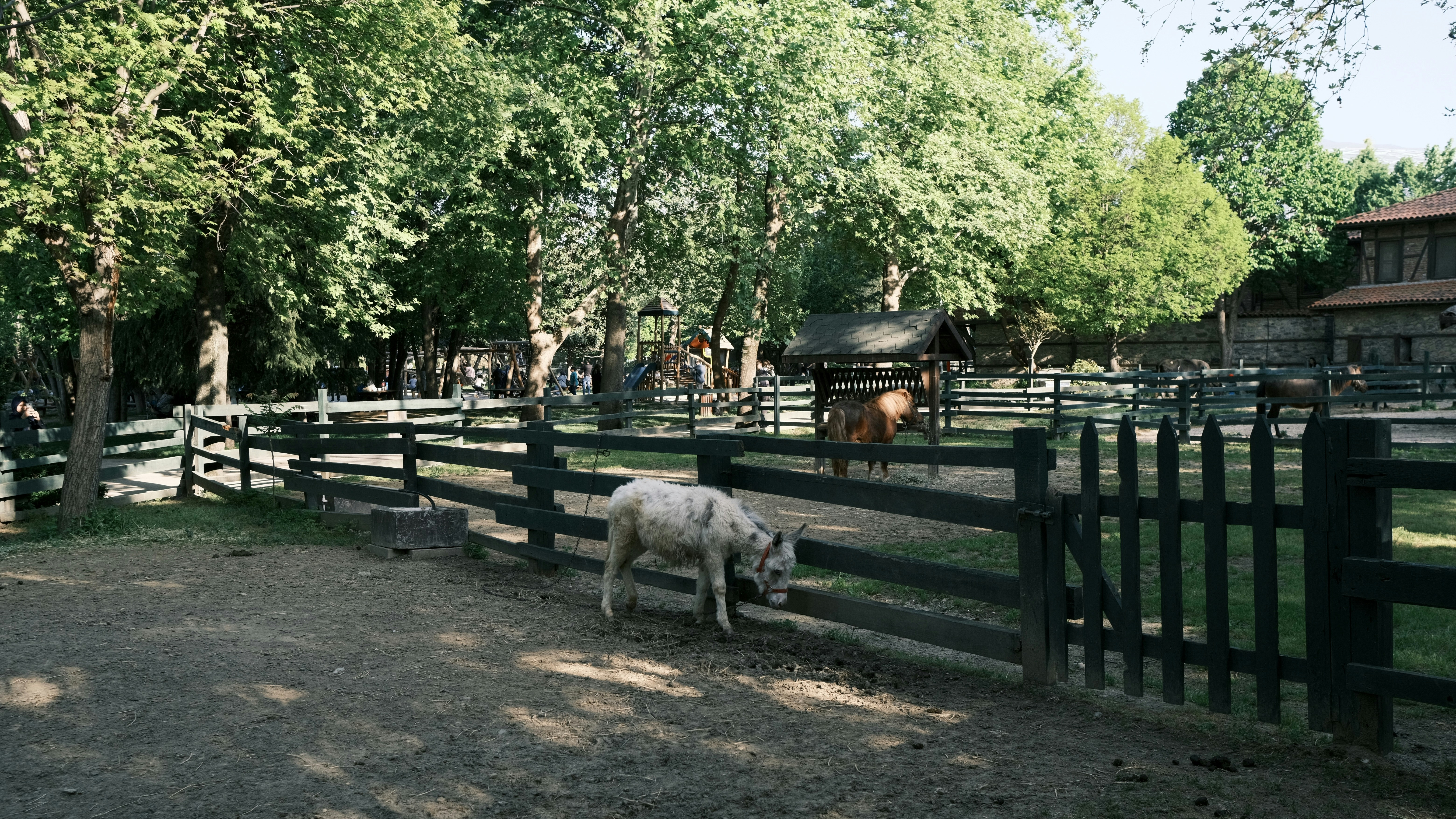 A couple of animals in a fenced in area photo – Free Nature Image on ...