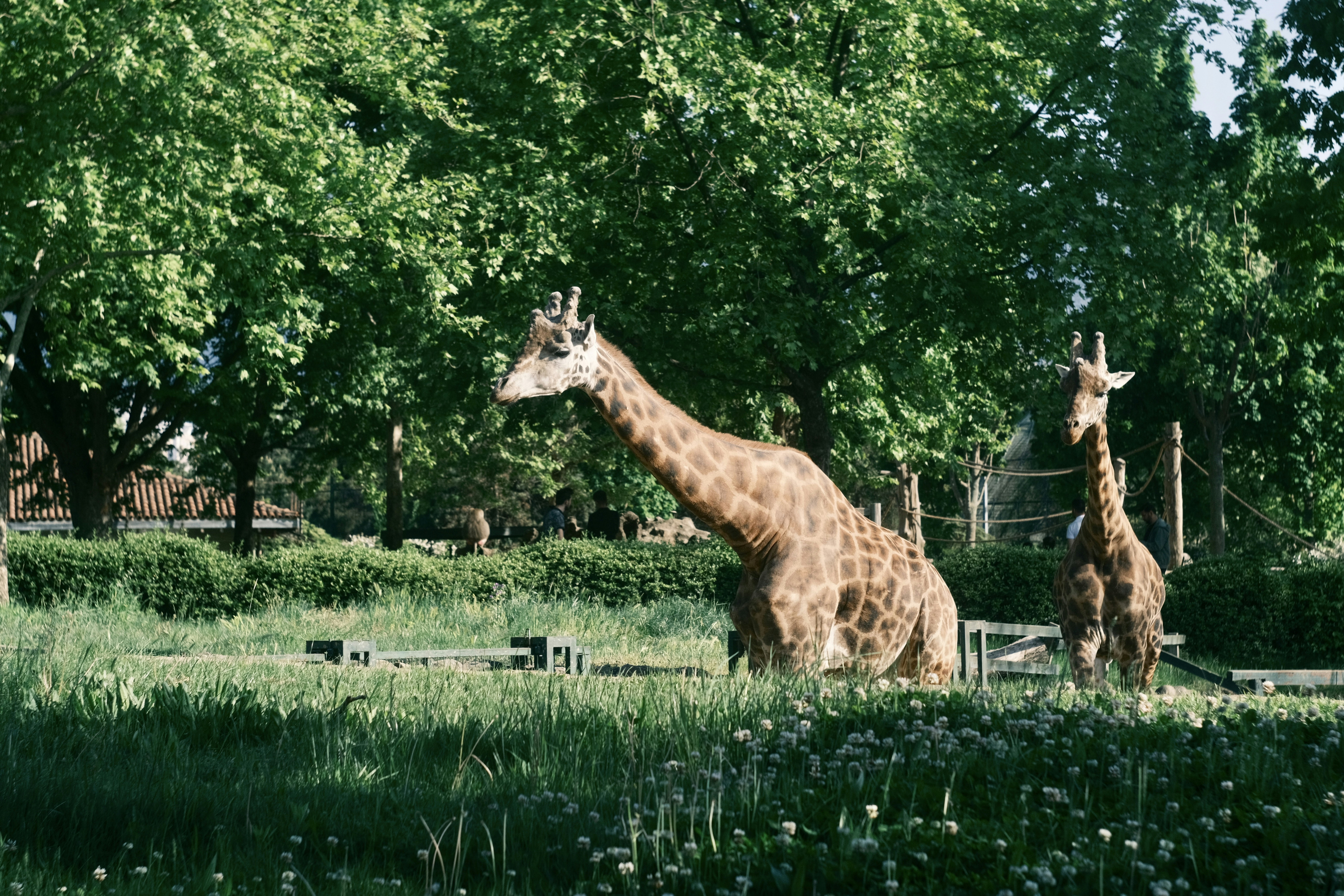 Two giraffes gracefully roam a lush green landscape, framed by vibrant foliage and soft sunlight filtering through the trees.