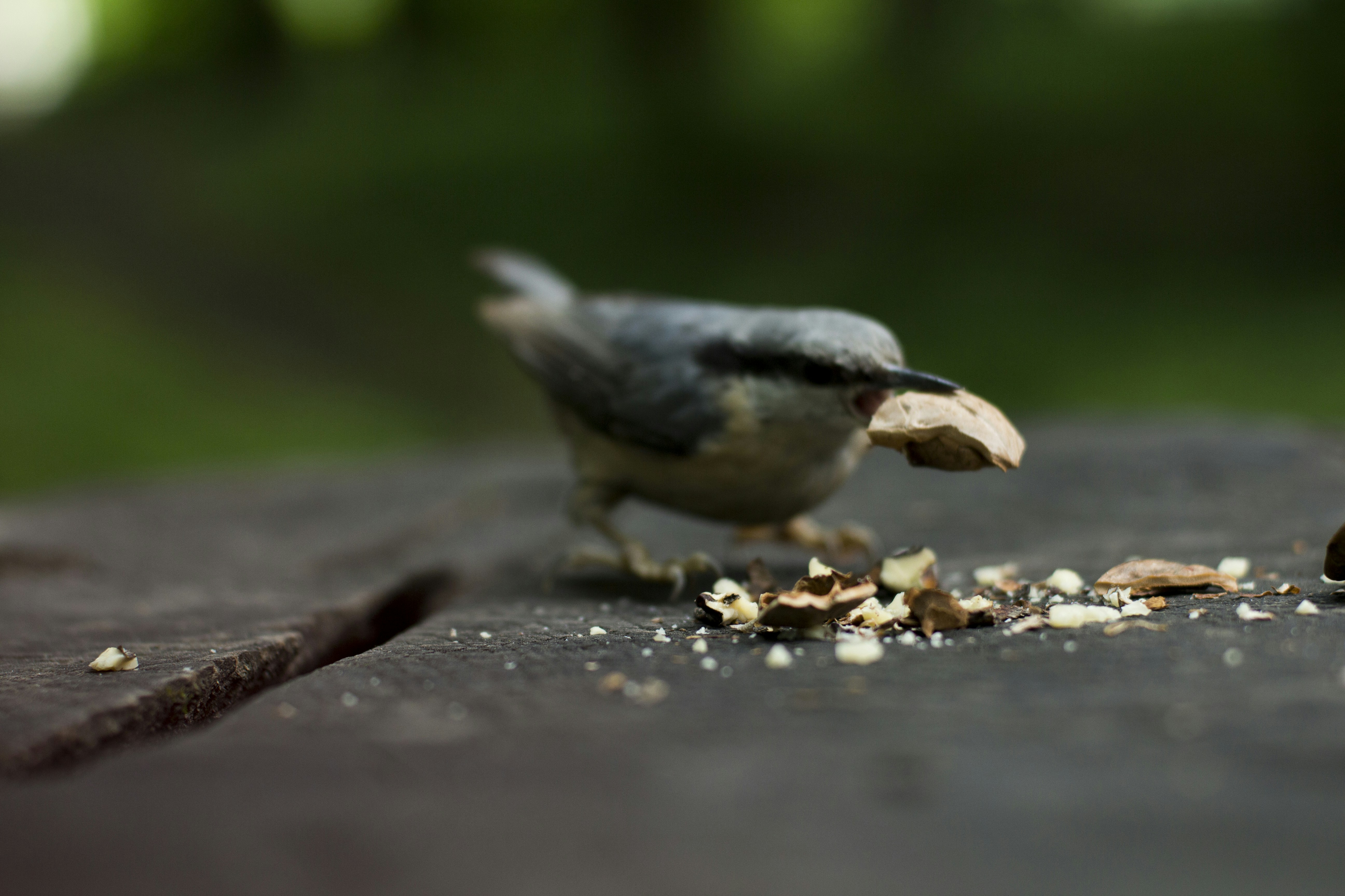a bird walking on a road