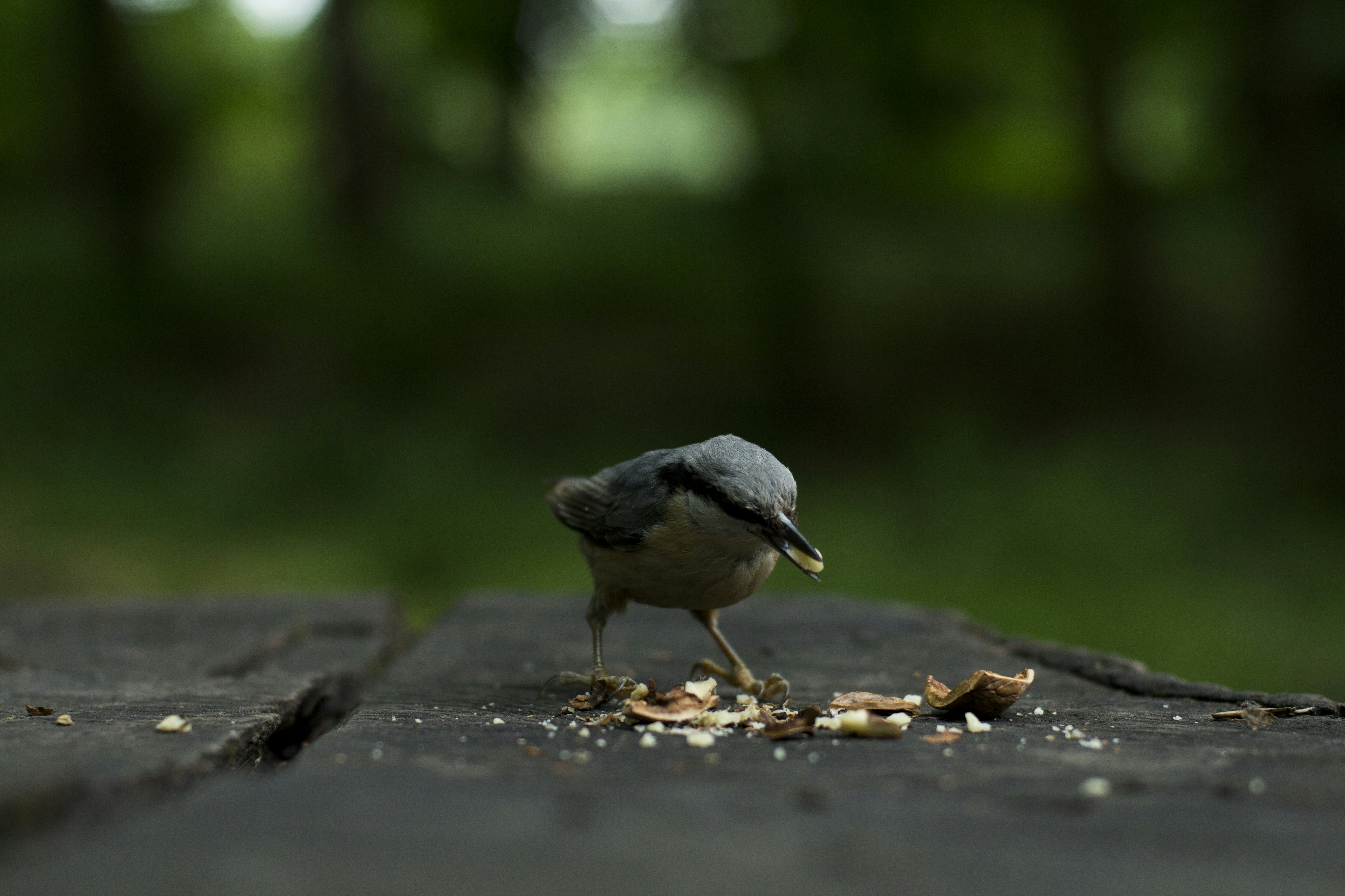 a bird standing on a rock