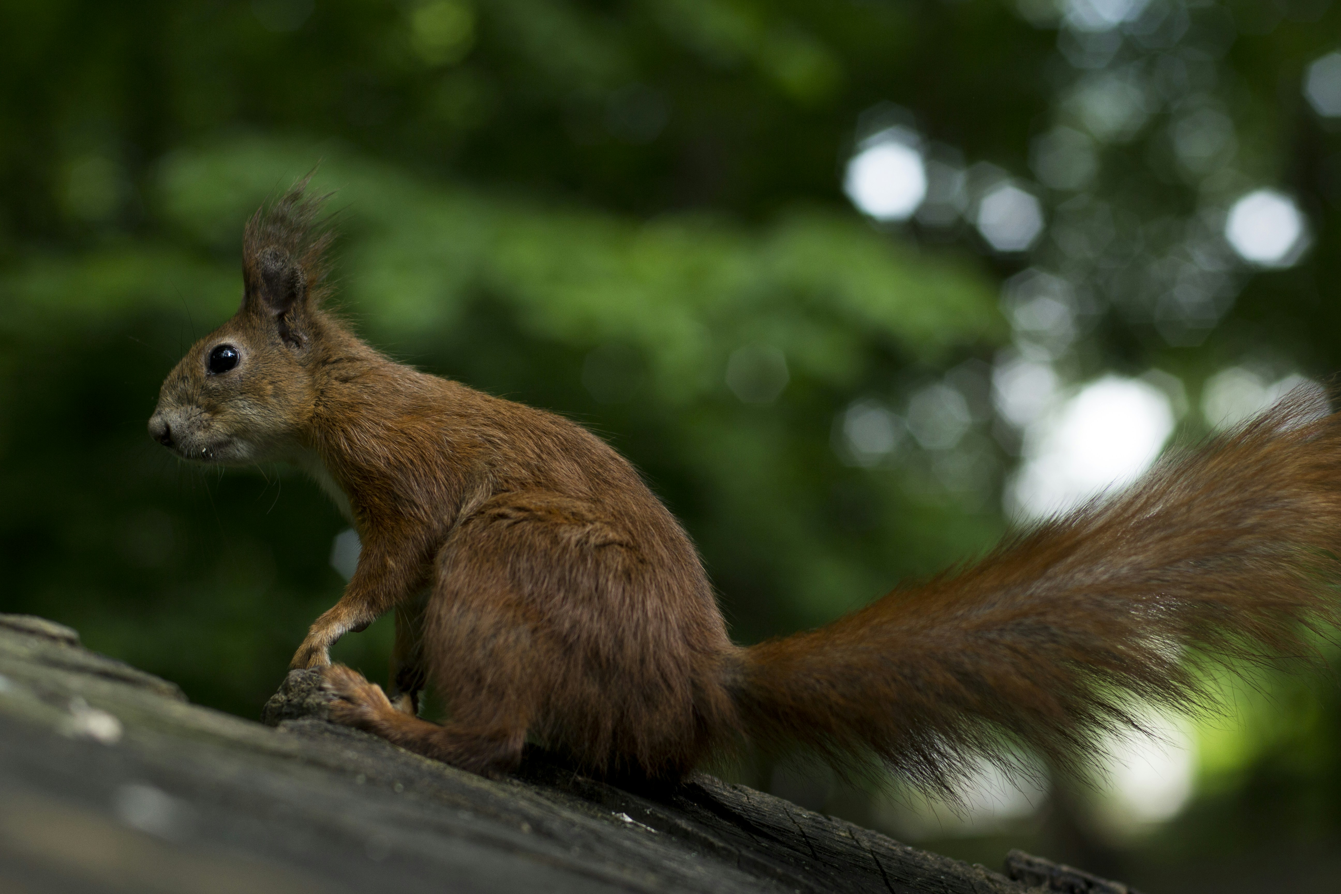Una ardilla en una rama foto – Imagen de Verde gratuita en Unsplash