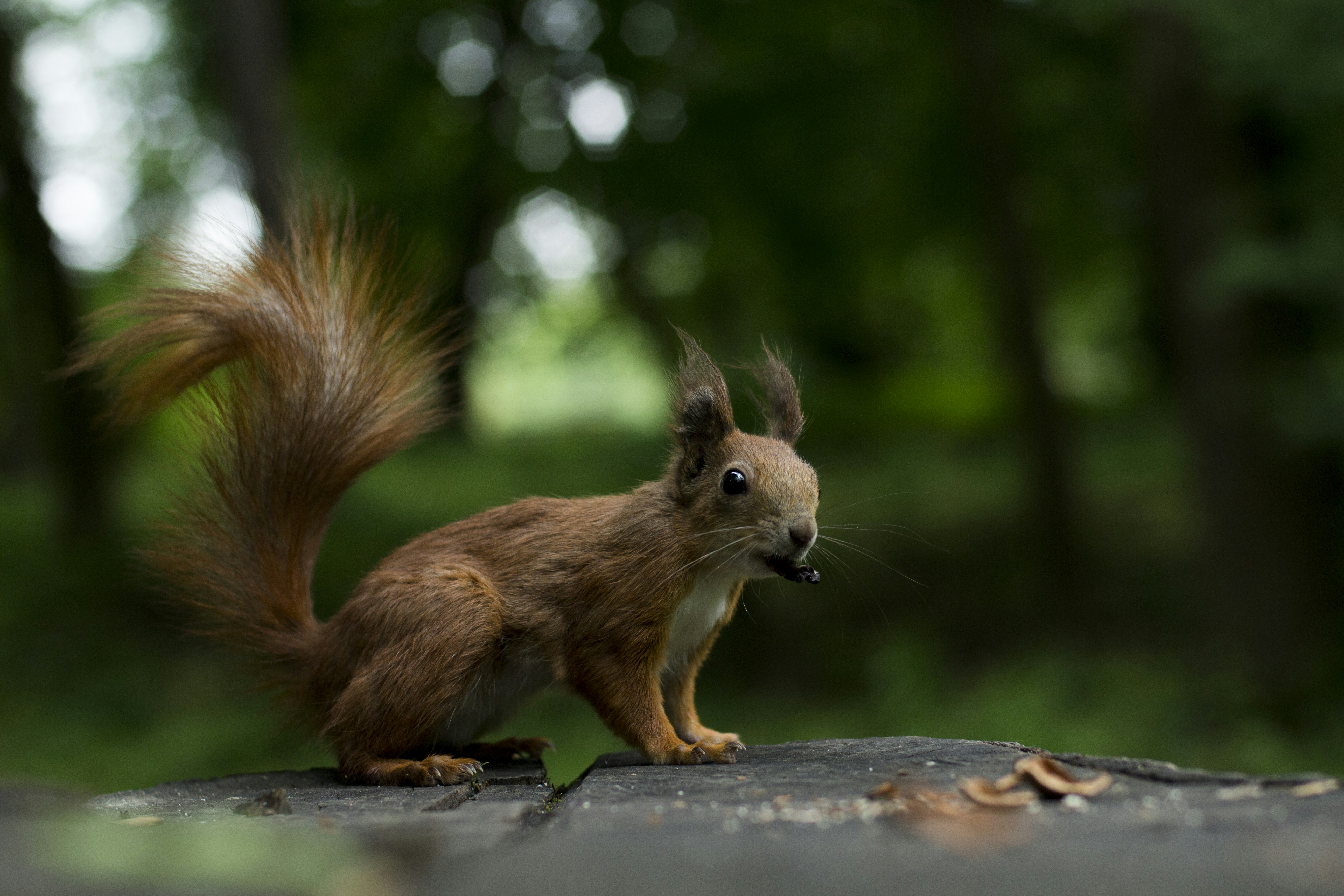Squirrel on a Weathered Log: A Moment of Forest Focus