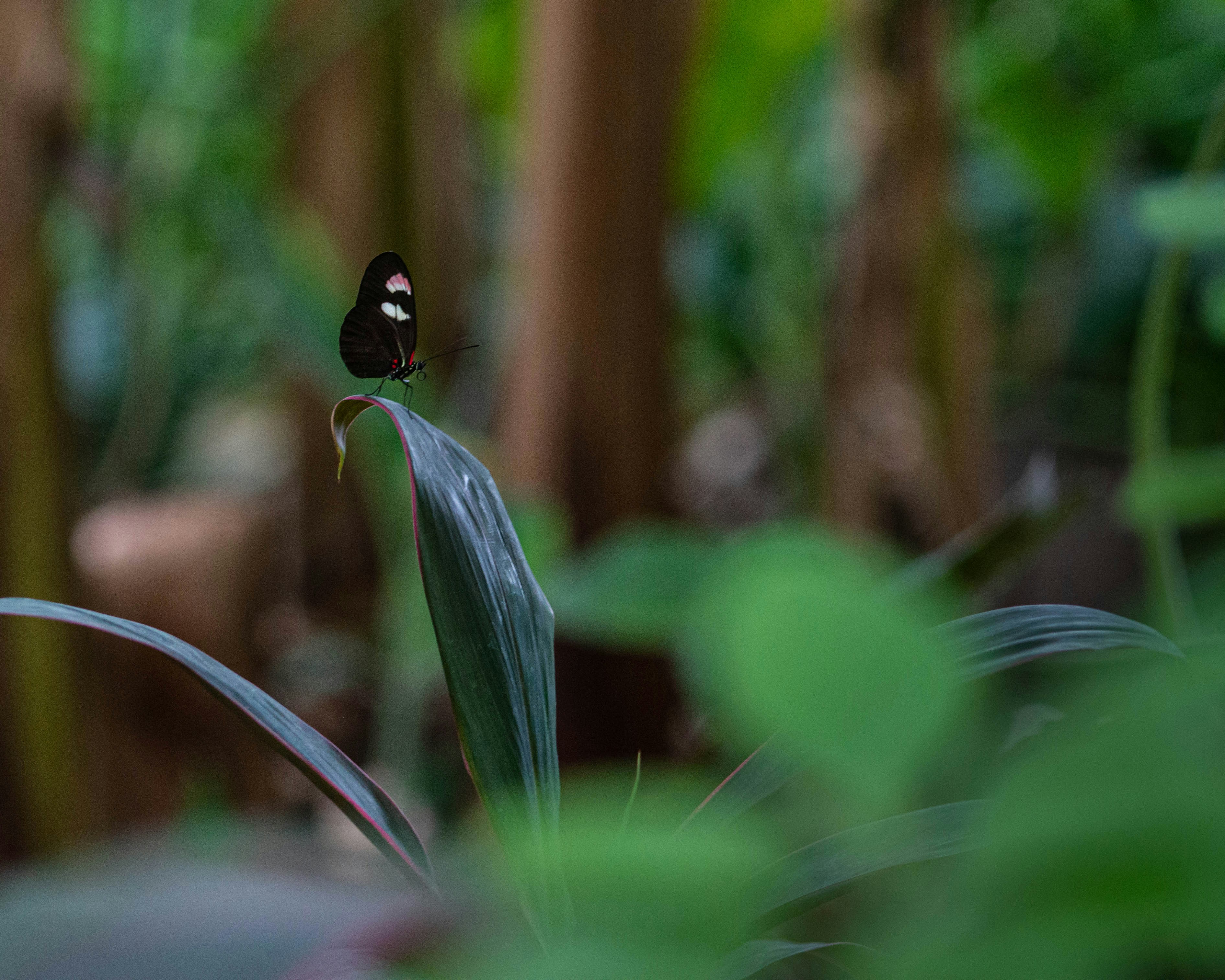 Butterfly Watch: A Small Sentinel Perched on a Leaf