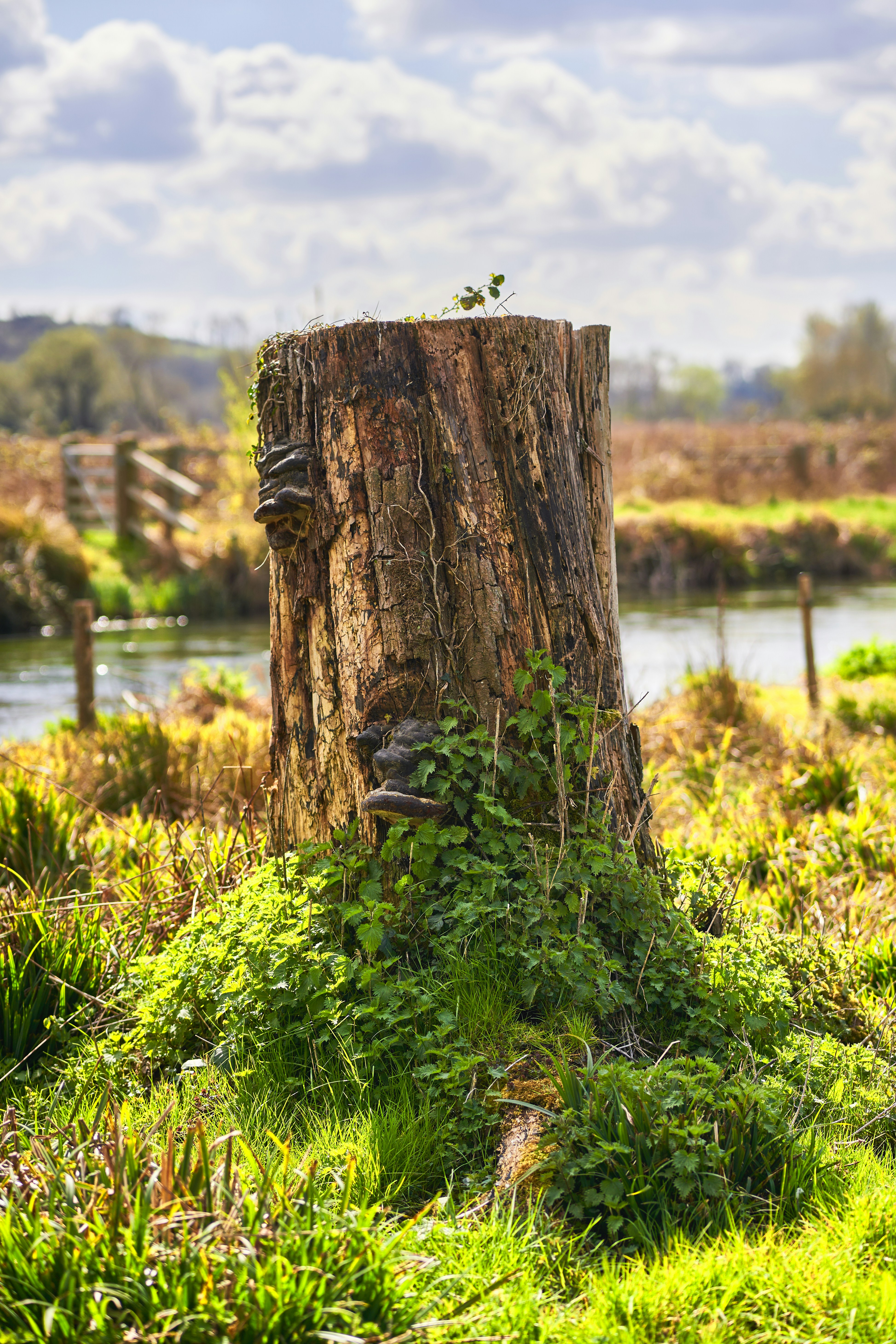 Weathered tree stump adorned with vibrant green foliage and mushrooms, set against a tranquil waterway and distant hills.