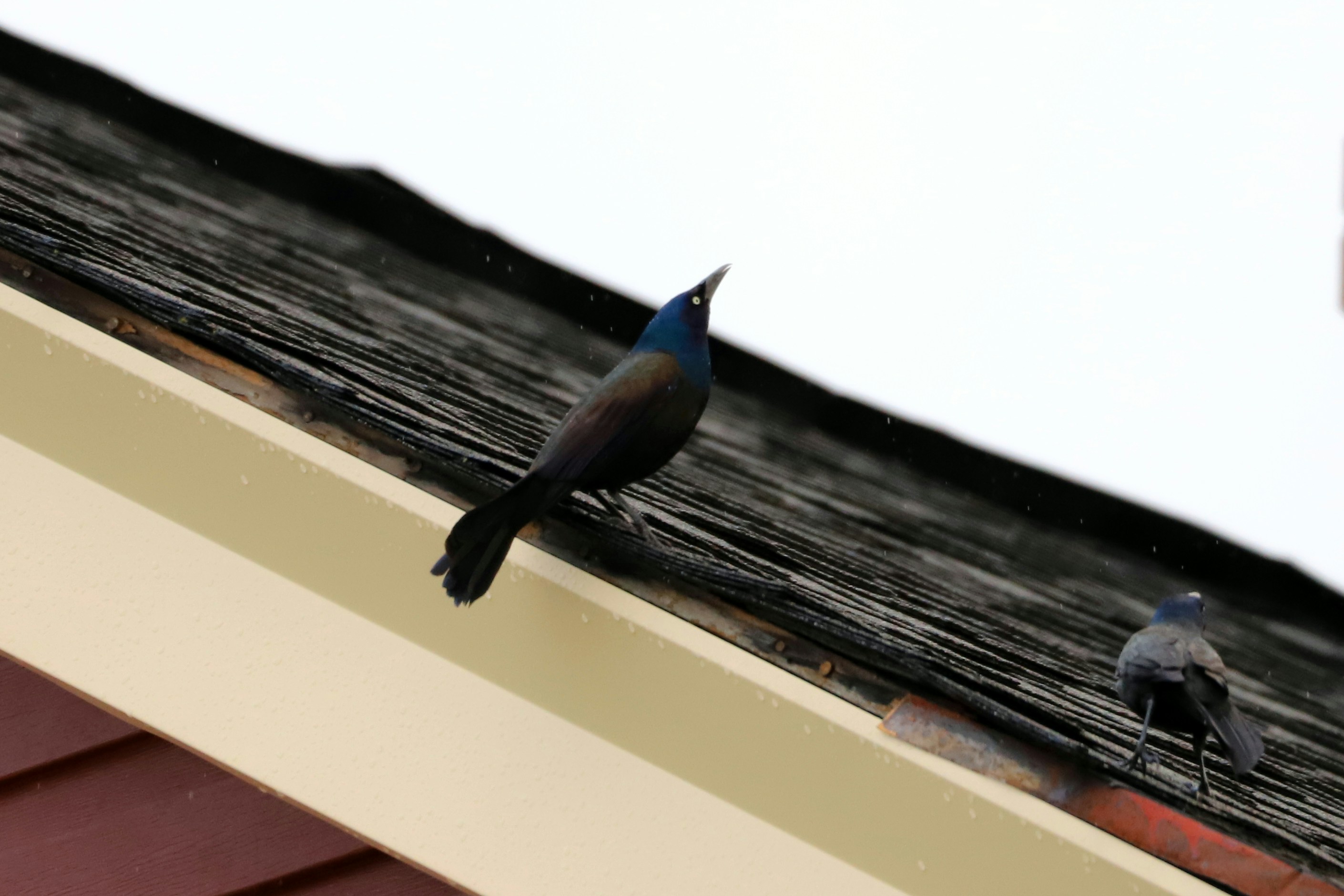 A bird with iridescent feathers perches on a sloped roof, gazing upward, while another bird is seen nearby. 
