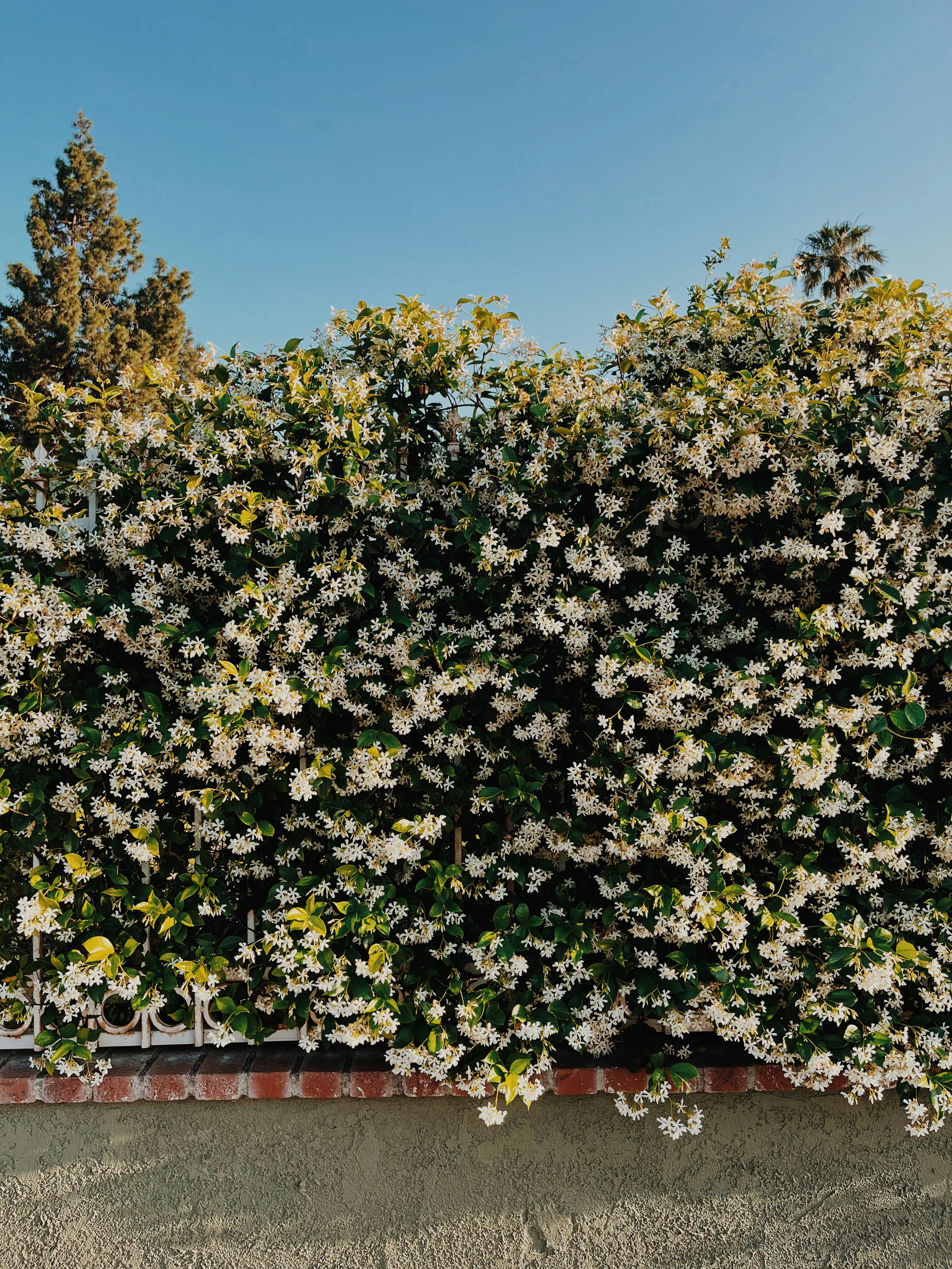 Foto Un árbol con flores blancas – Imagen Reseda gratis en Unsplash
