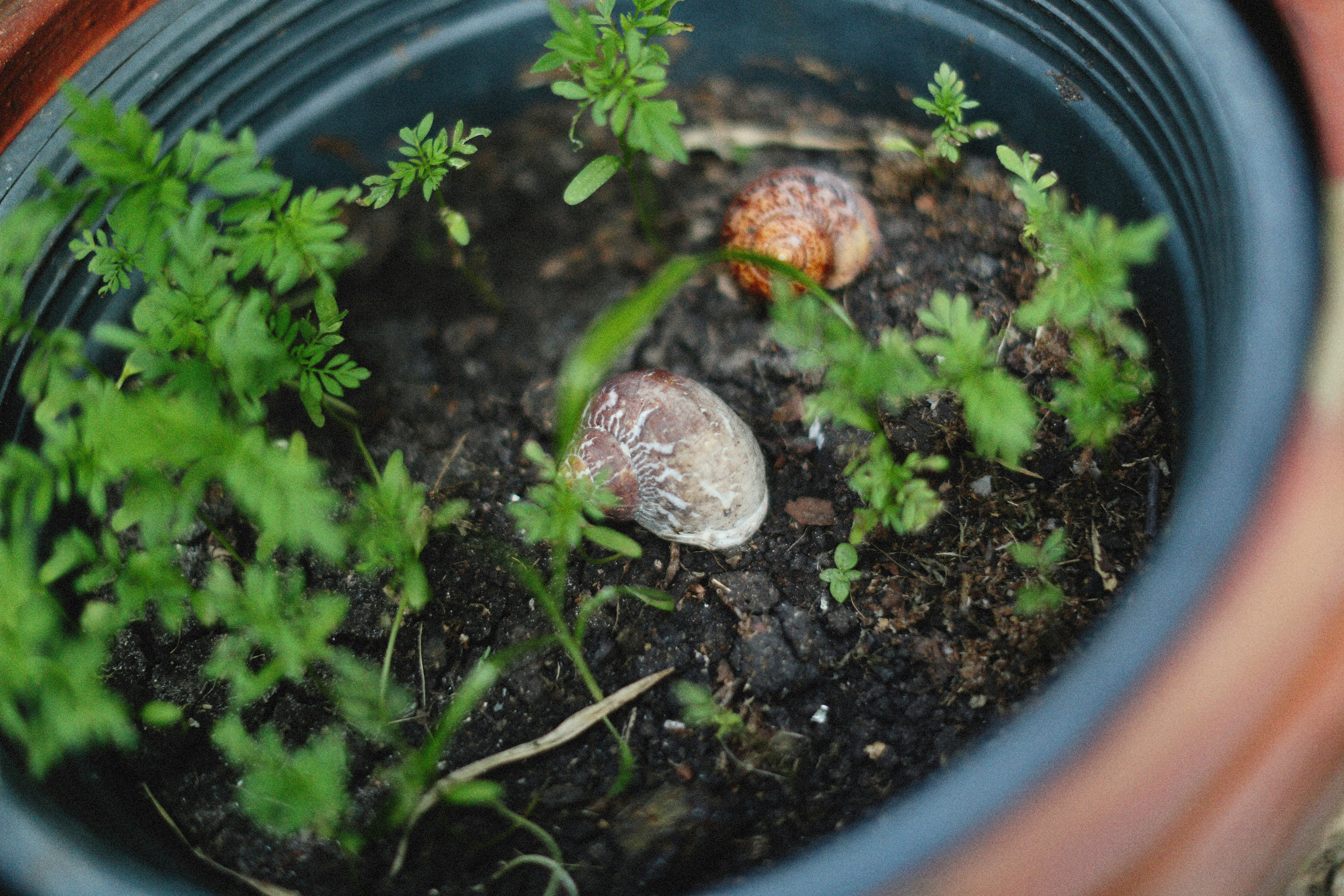 Mushrooms nestled among vibrant green carrot tops in a pot, showcasing a small ecosystem thriving in urban gardening.