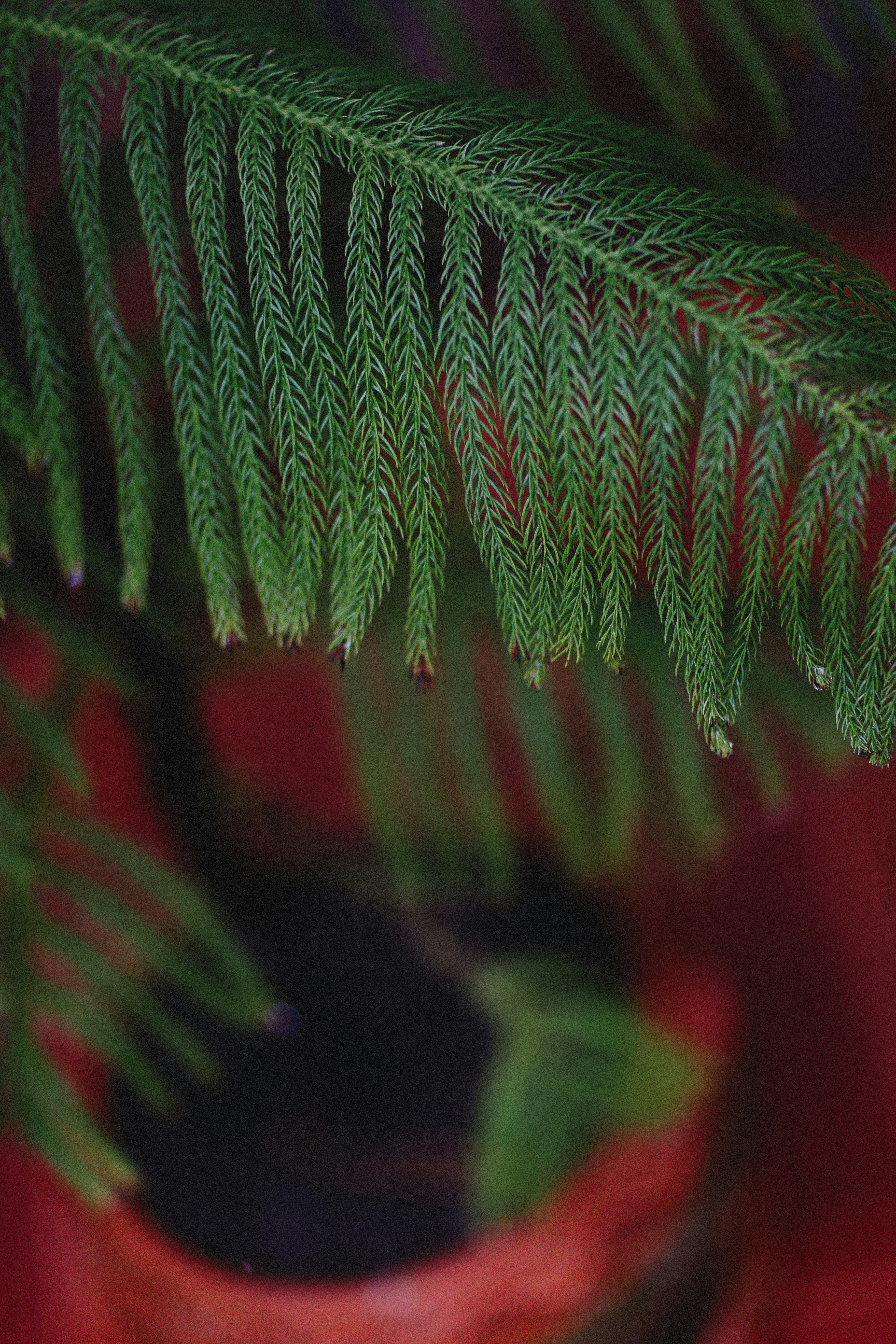 Verdant Fronds: A Quiet Portrait of Fern Architecture